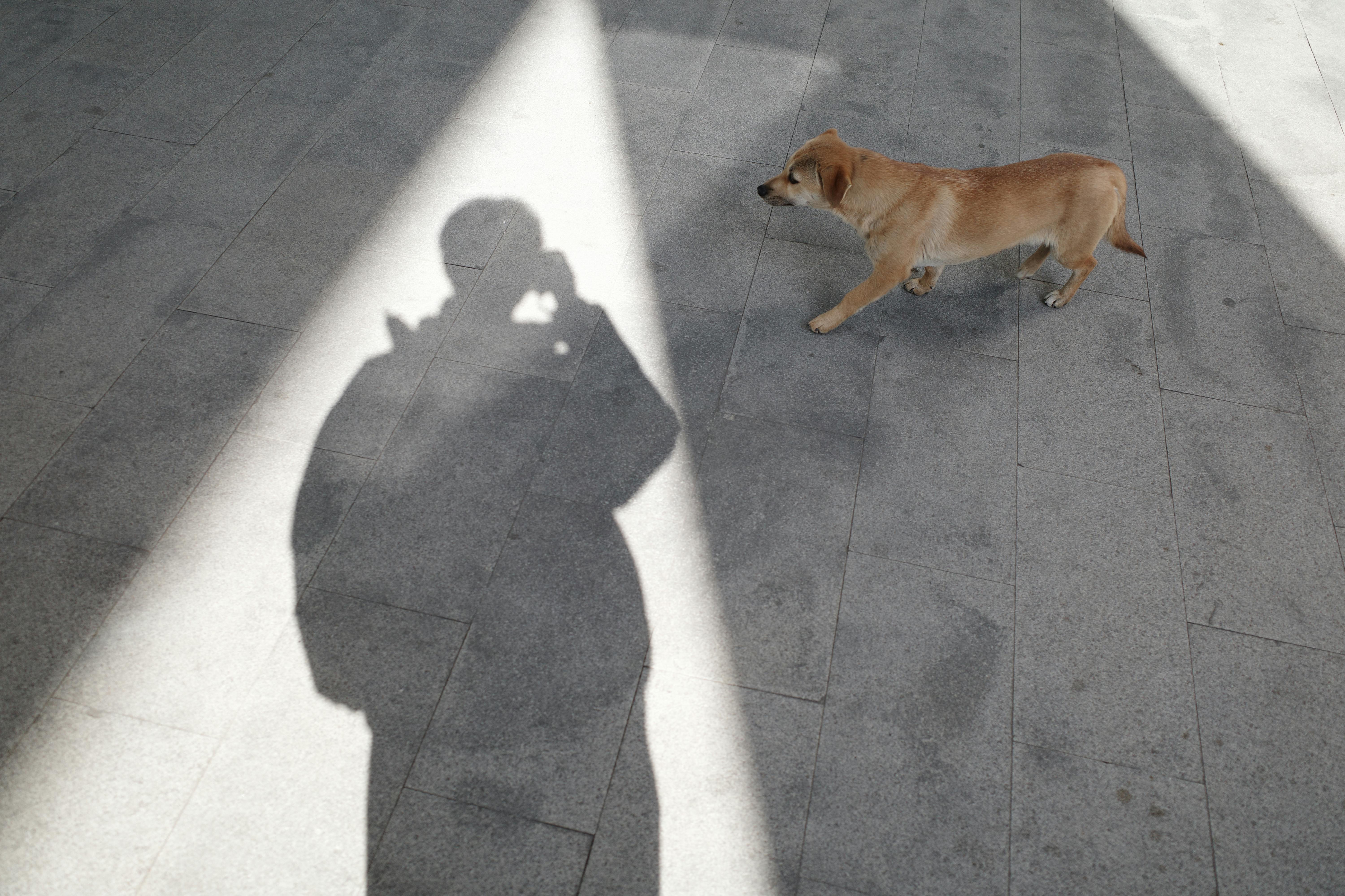 Shadow of Photographer and Stray Dog on City Street · Free Stock Photo
