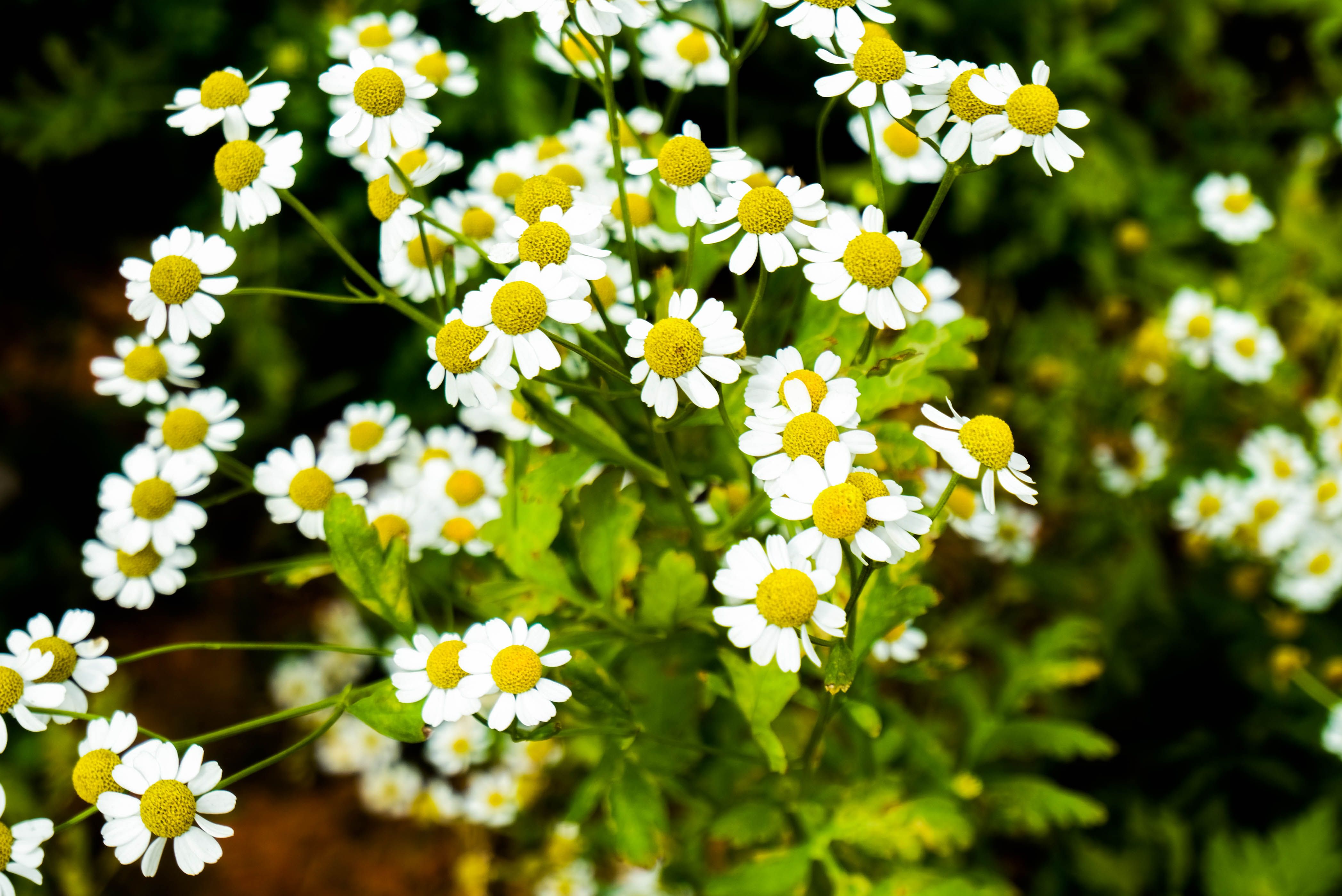 Pemandangan Dekat Bunga Liar Shasta Daisy · Foto Stok Gratis