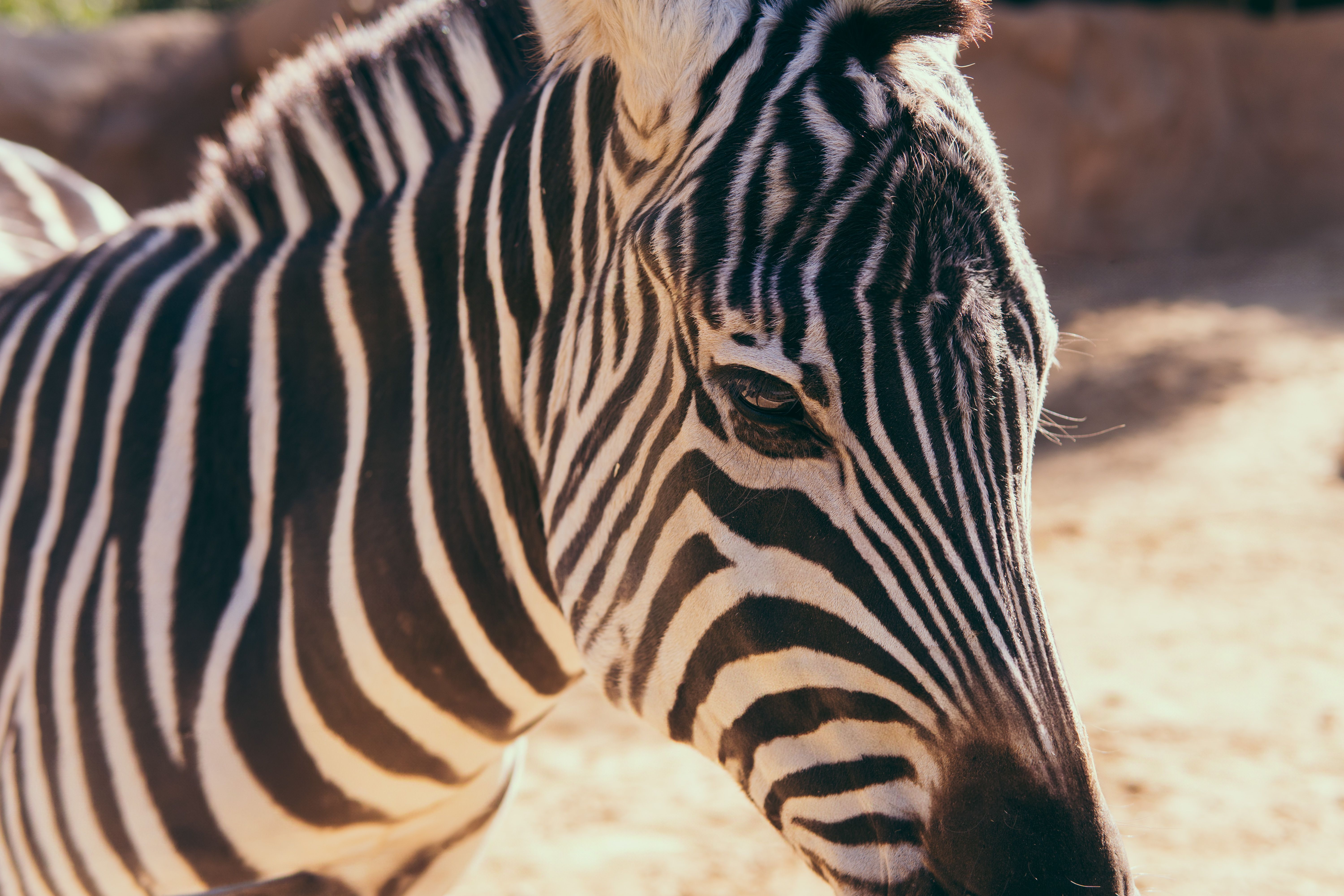 Zebra Face Photos, Download The BEST Free Zebra Face Stock Photos & HD ...