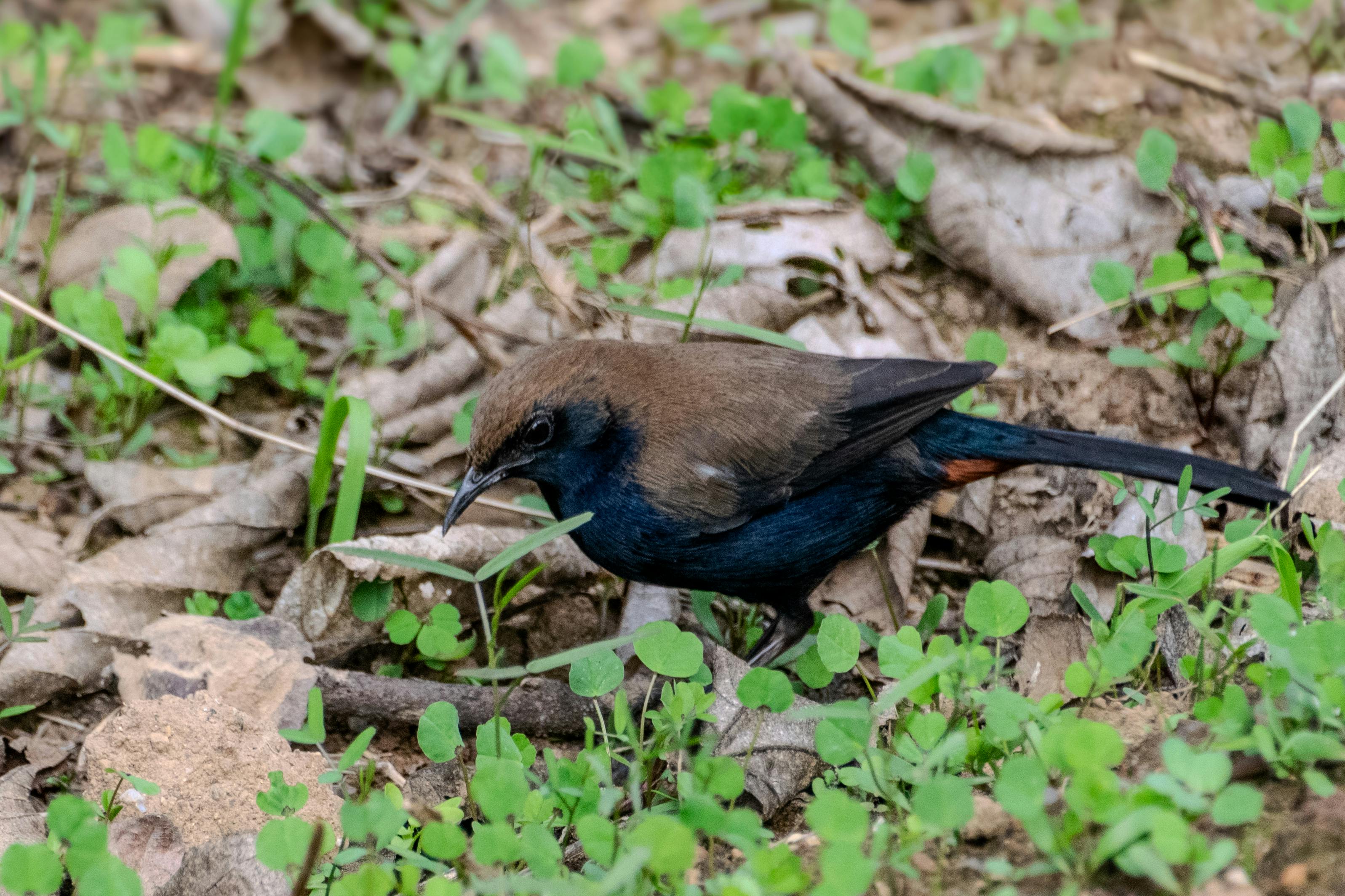 Ashy Prinia bird foraging in natural habitat · Free Stock Photo