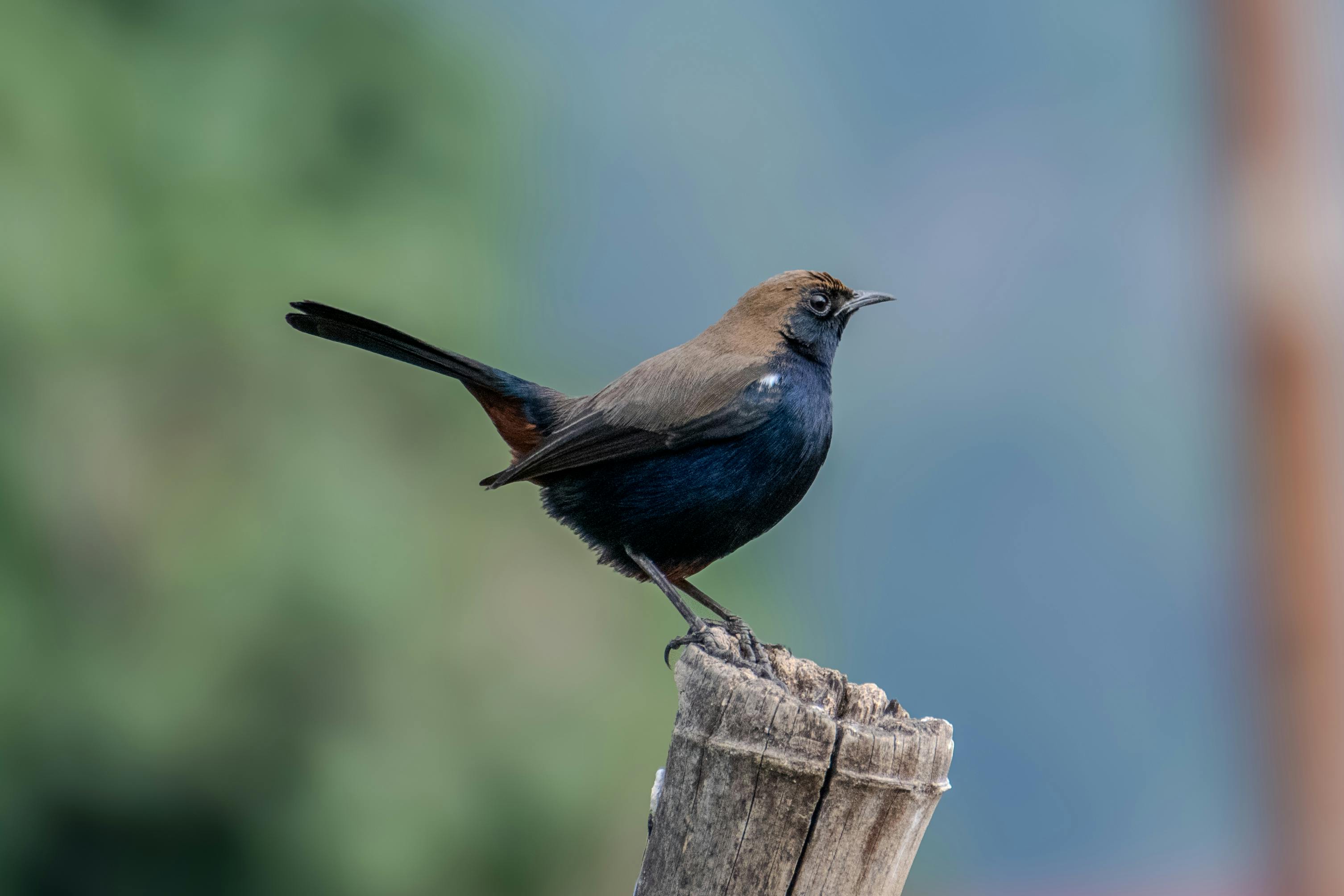 Indian Robin perched on a wooden stump outdoors · Free Stock Photo