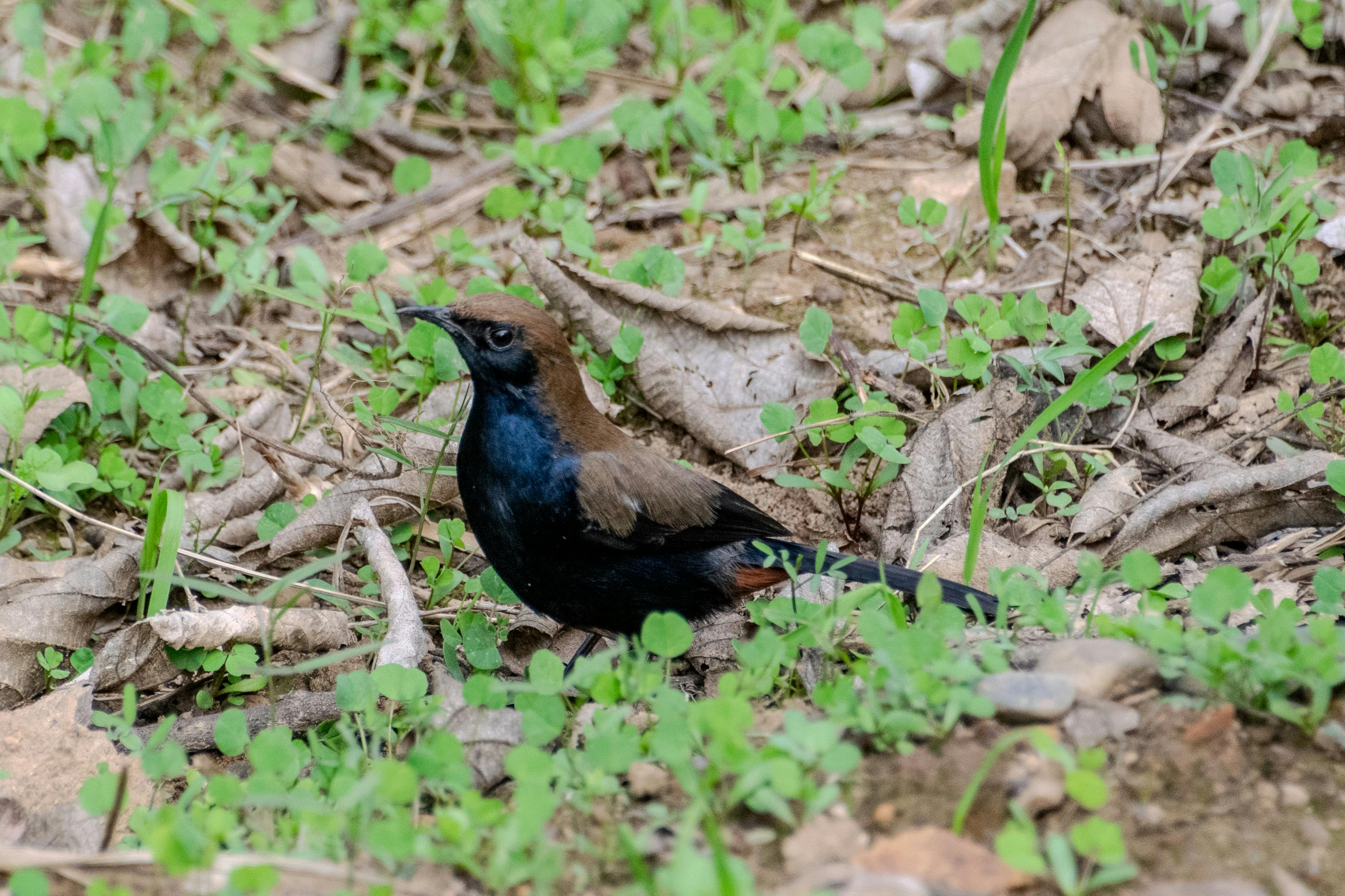 Beautiful Rufous-tailed Shama in Natural Habitat · Free Stock Photo