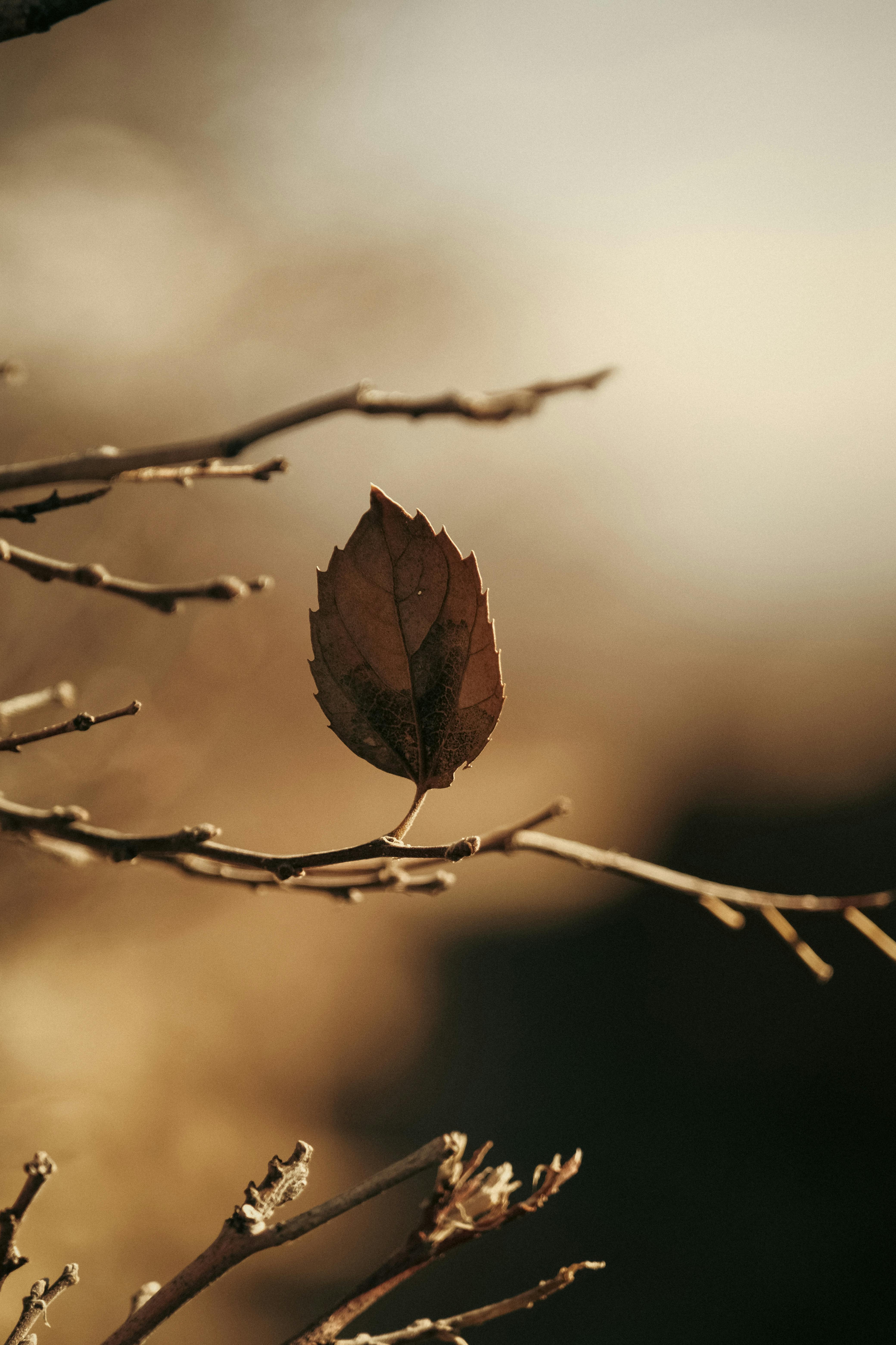 Lonely Leaf on a Bare Branch in Autumn Light · Free Stock Photo
