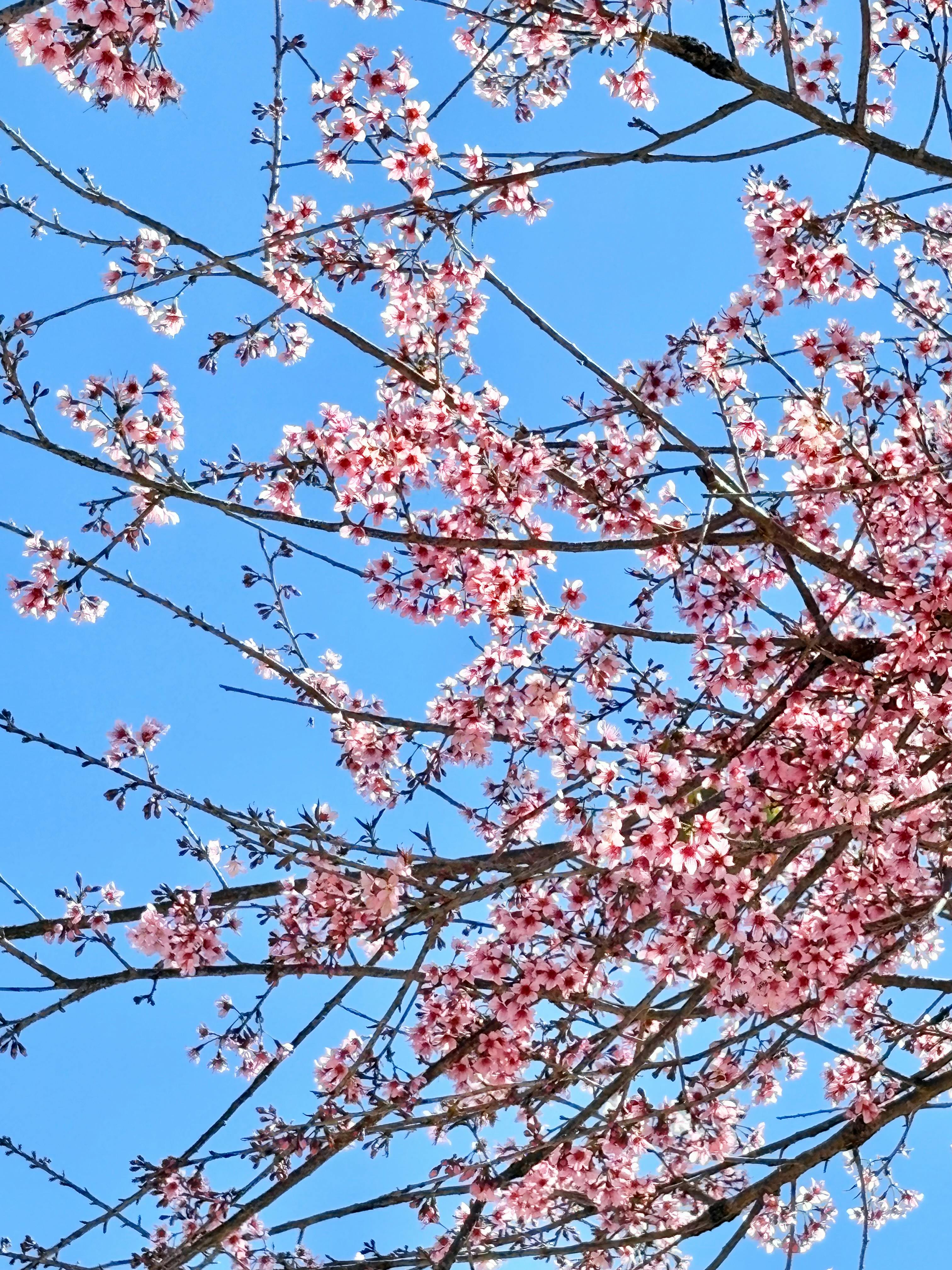 Cherry Blossoms Against Blue Sky in Myanmar · Free Stock Photo