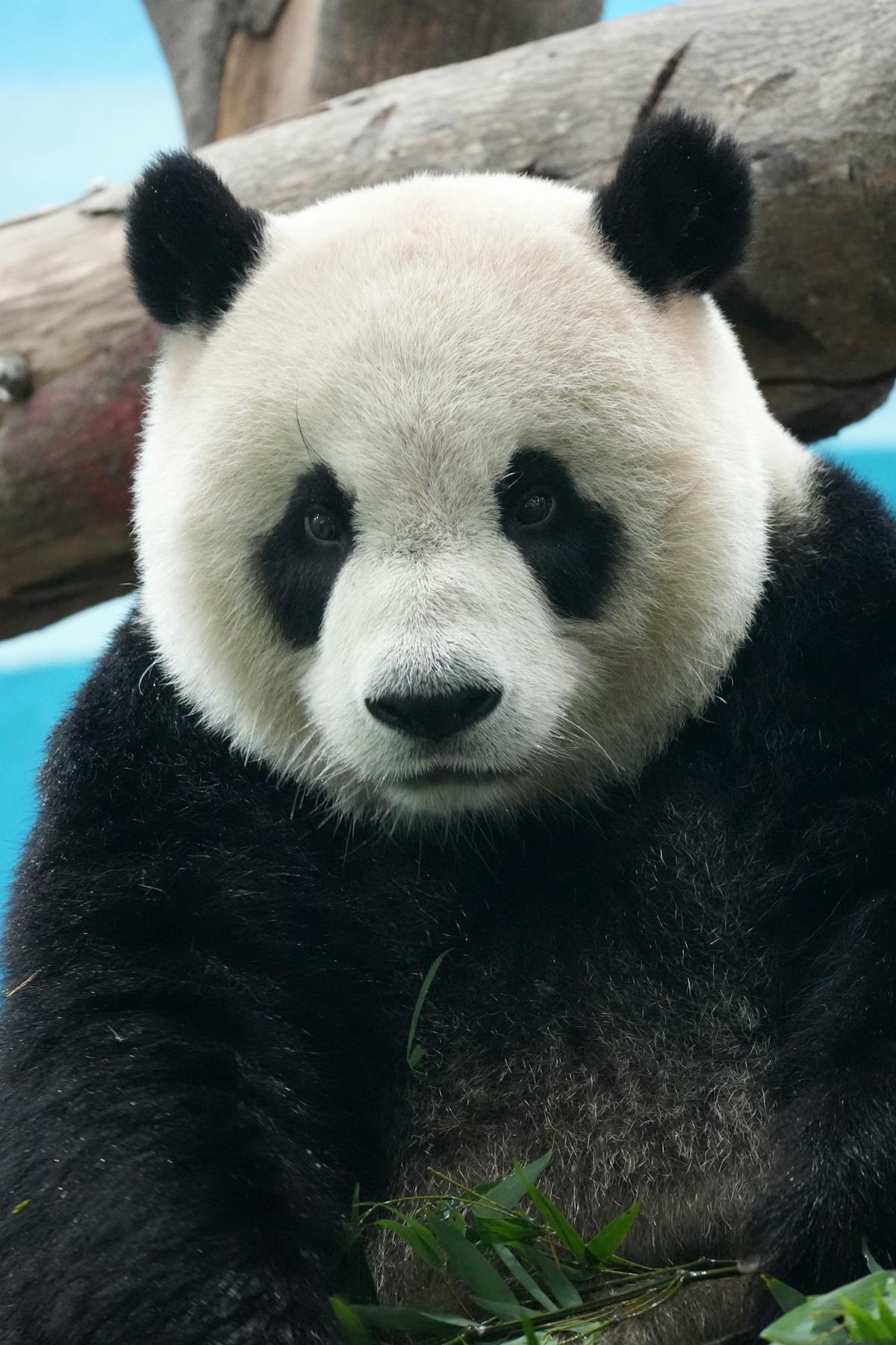 600+ Best Panda Photos · 100% Free Download · Pexels Stock Photos