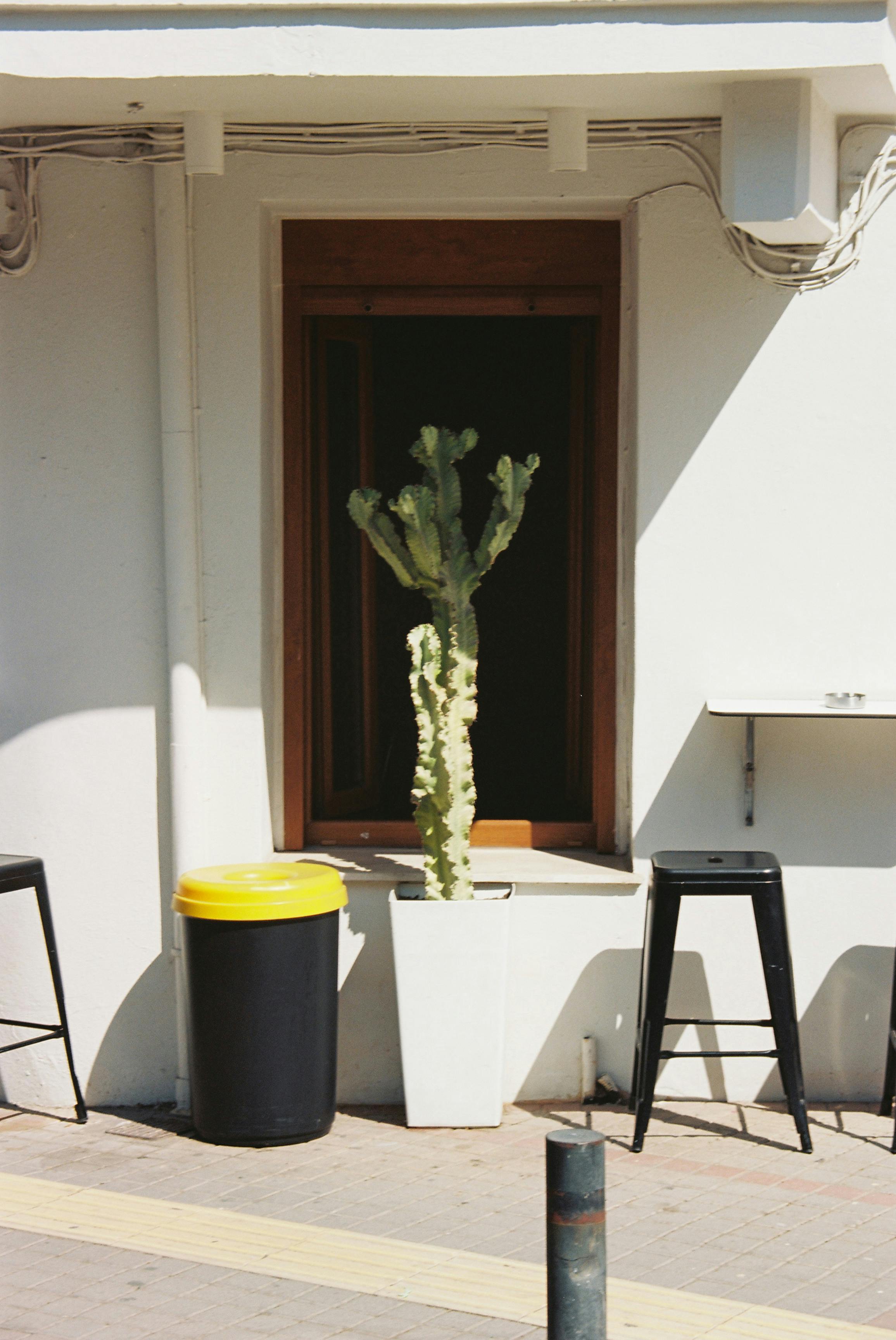Greek Urban Decor with Cactus and Minimalist Furniture · Free Stock Photo