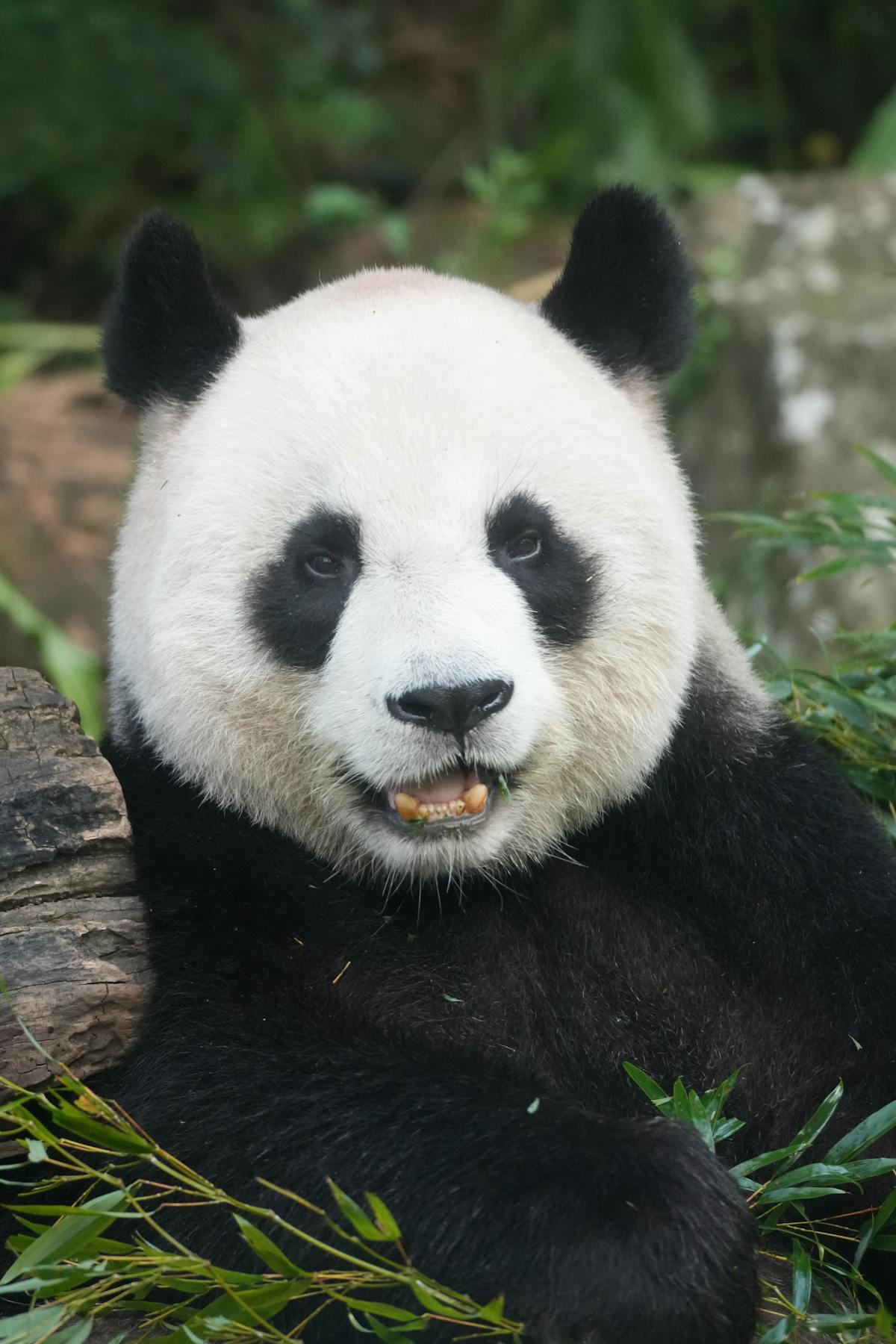 600+ Best Panda Photos · 100% Free Download · Pexels Stock Photos