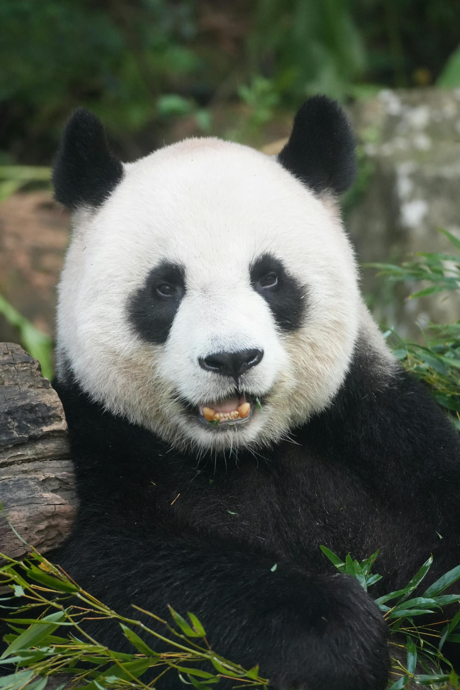 600+ Best Panda Photos · 100% Free Download · Pexels Stock Photos