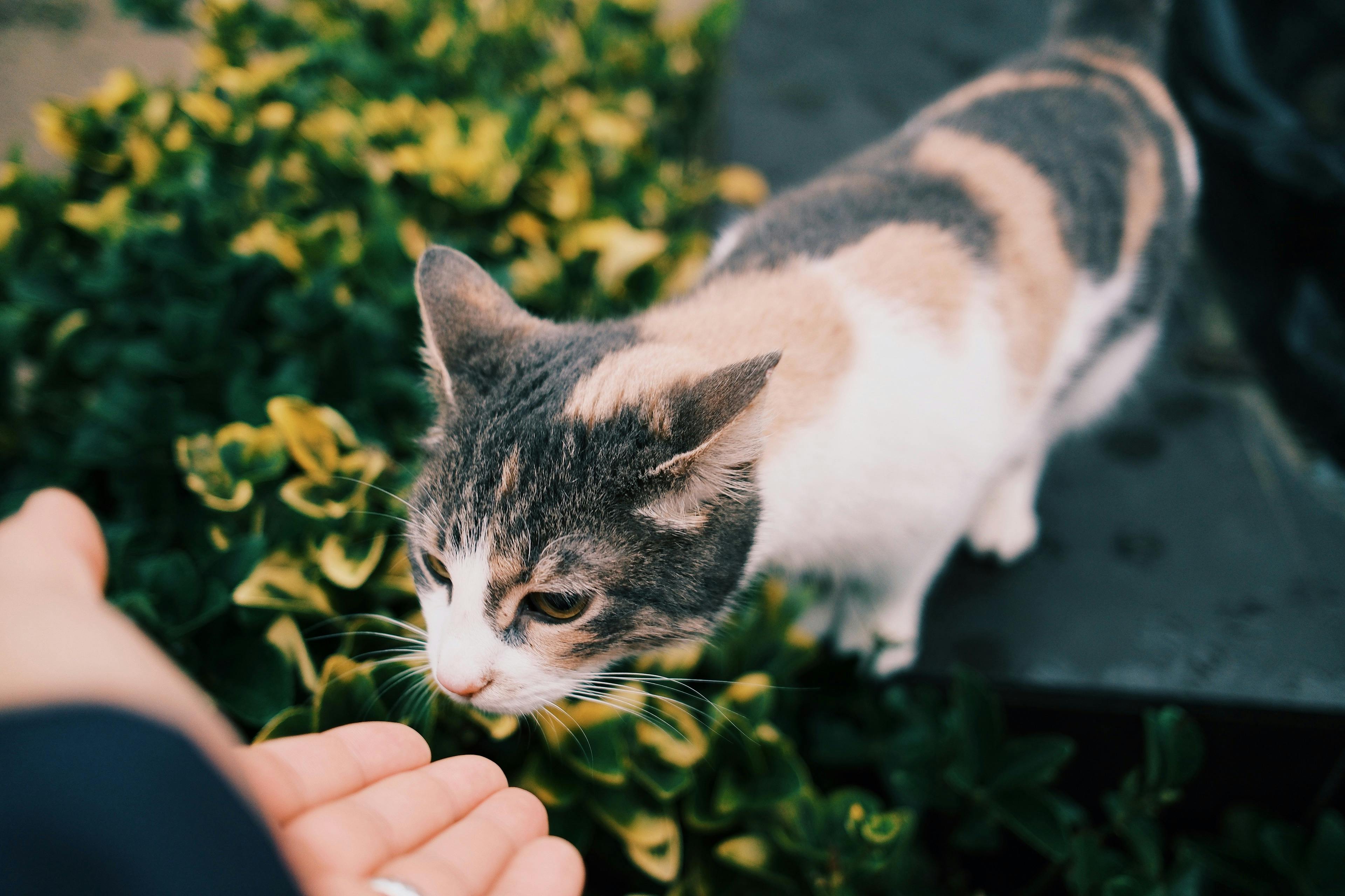 Calico Cat in Garden Sniffing Human Hand · Free Stock Photo