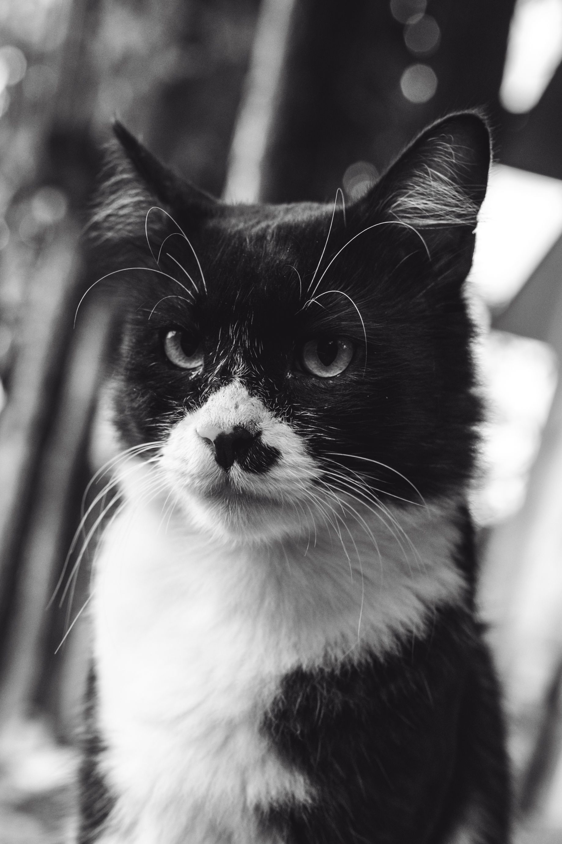 Black and White Cat Portrait Outdoors · Free Stock Photo
