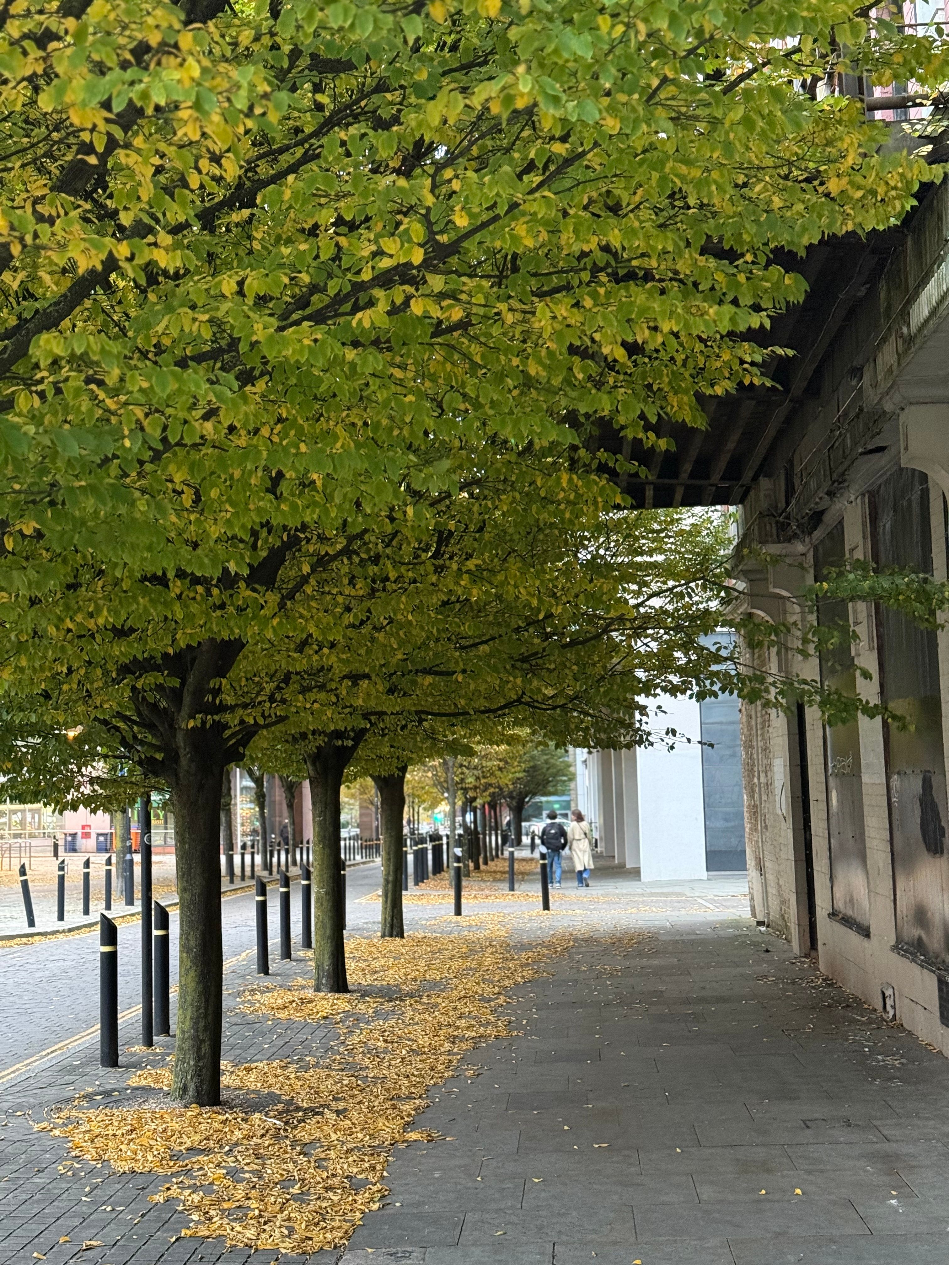 Urban Street Scene with Lush Green Trees · Free Stock Photo