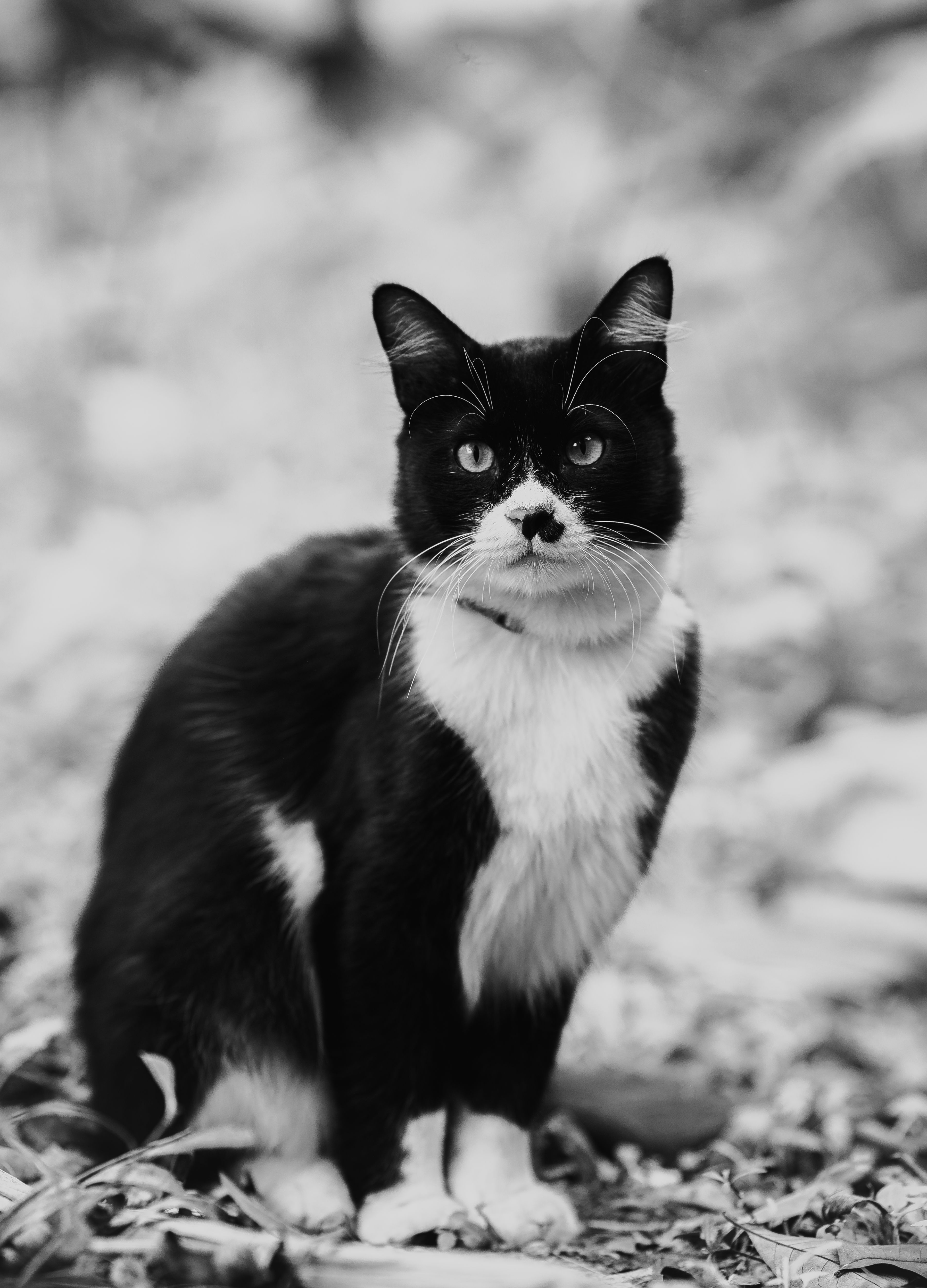 Black and White Tuxedo Cat in Natural Setting · Free Stock Photo