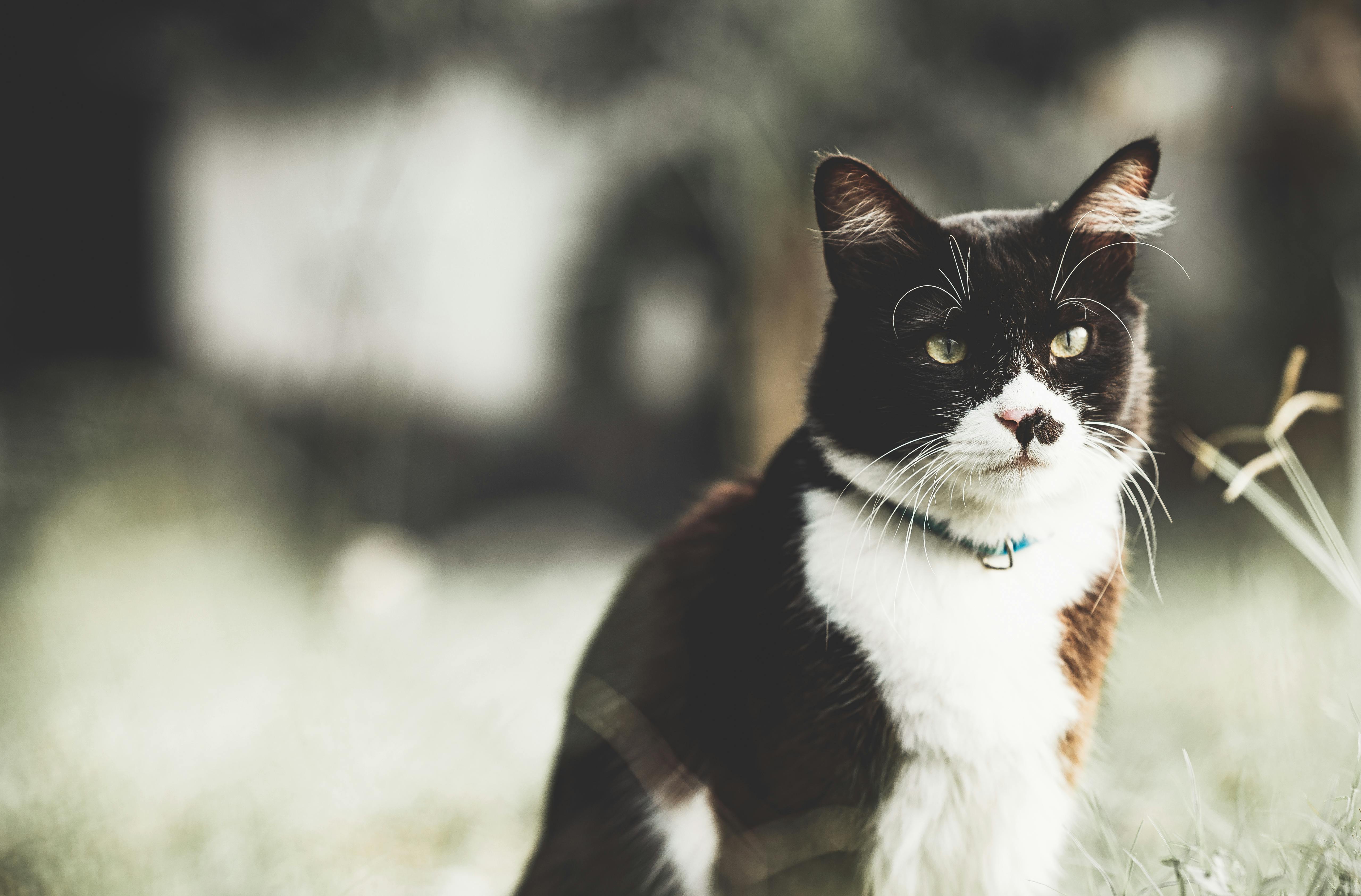 Alert Cat Photos, Download The BEST Free Alert Cat Stock Photos & HD Images