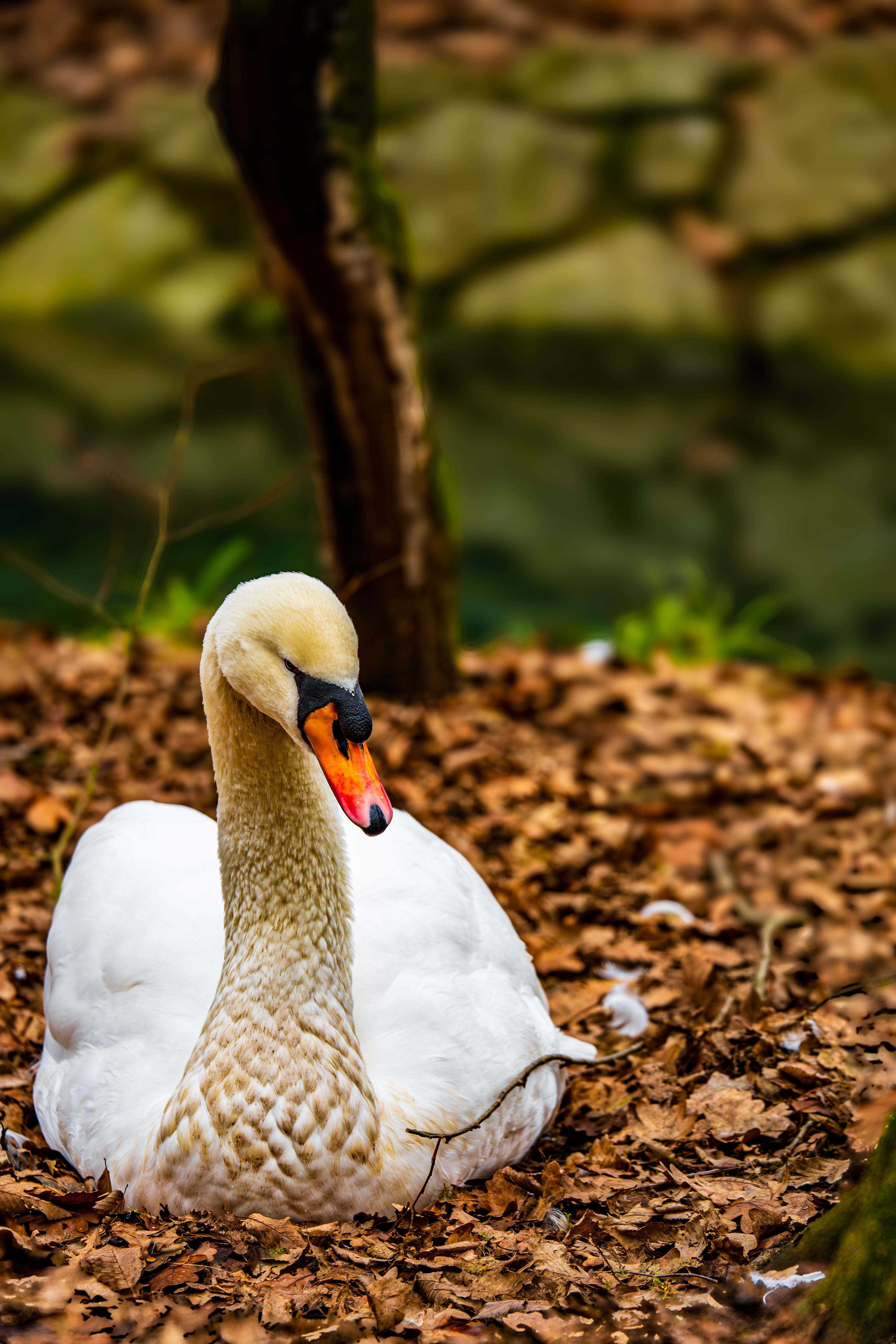 Peaceful Mute Swan Resting in Autumn Leaves · Free Stock Photo