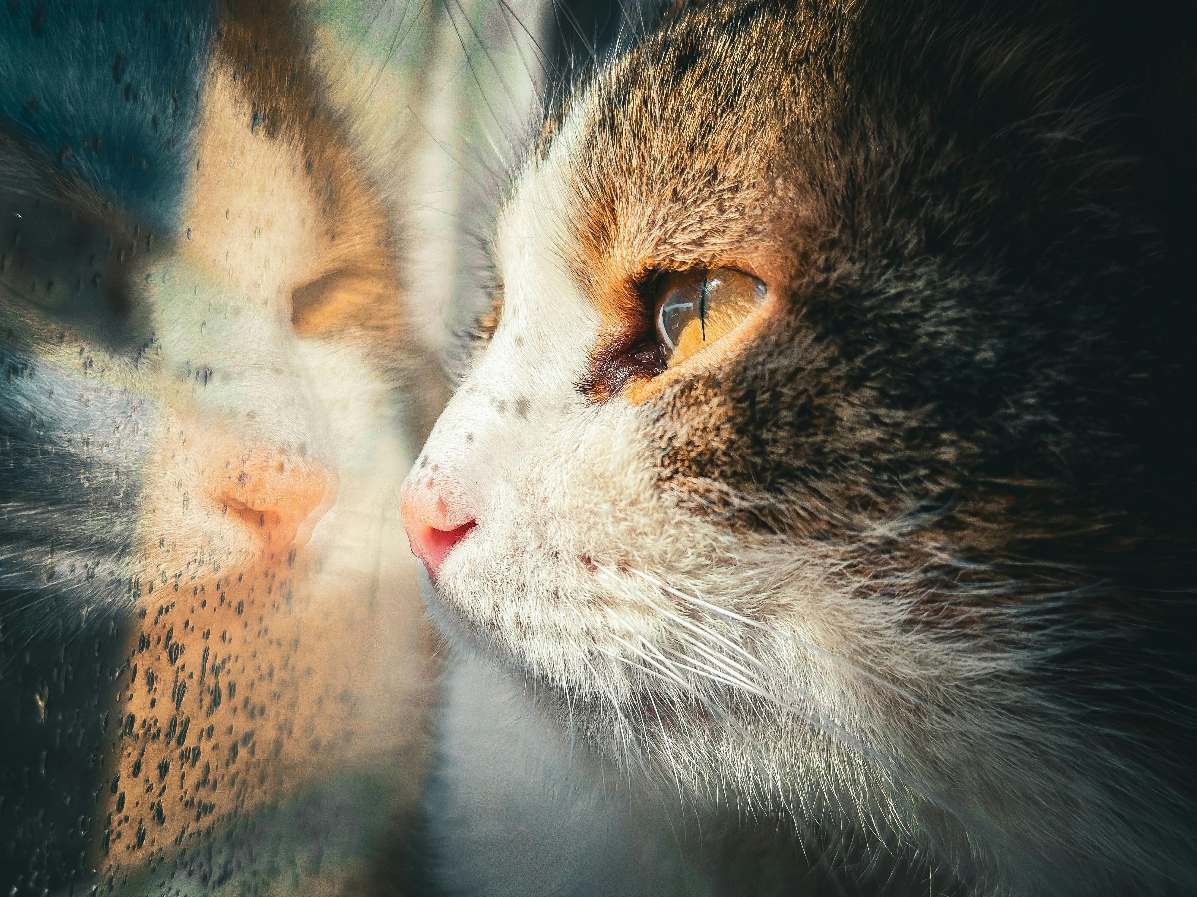 Cat Looking Backward Photos, Download The BEST Free Cat Looking ...