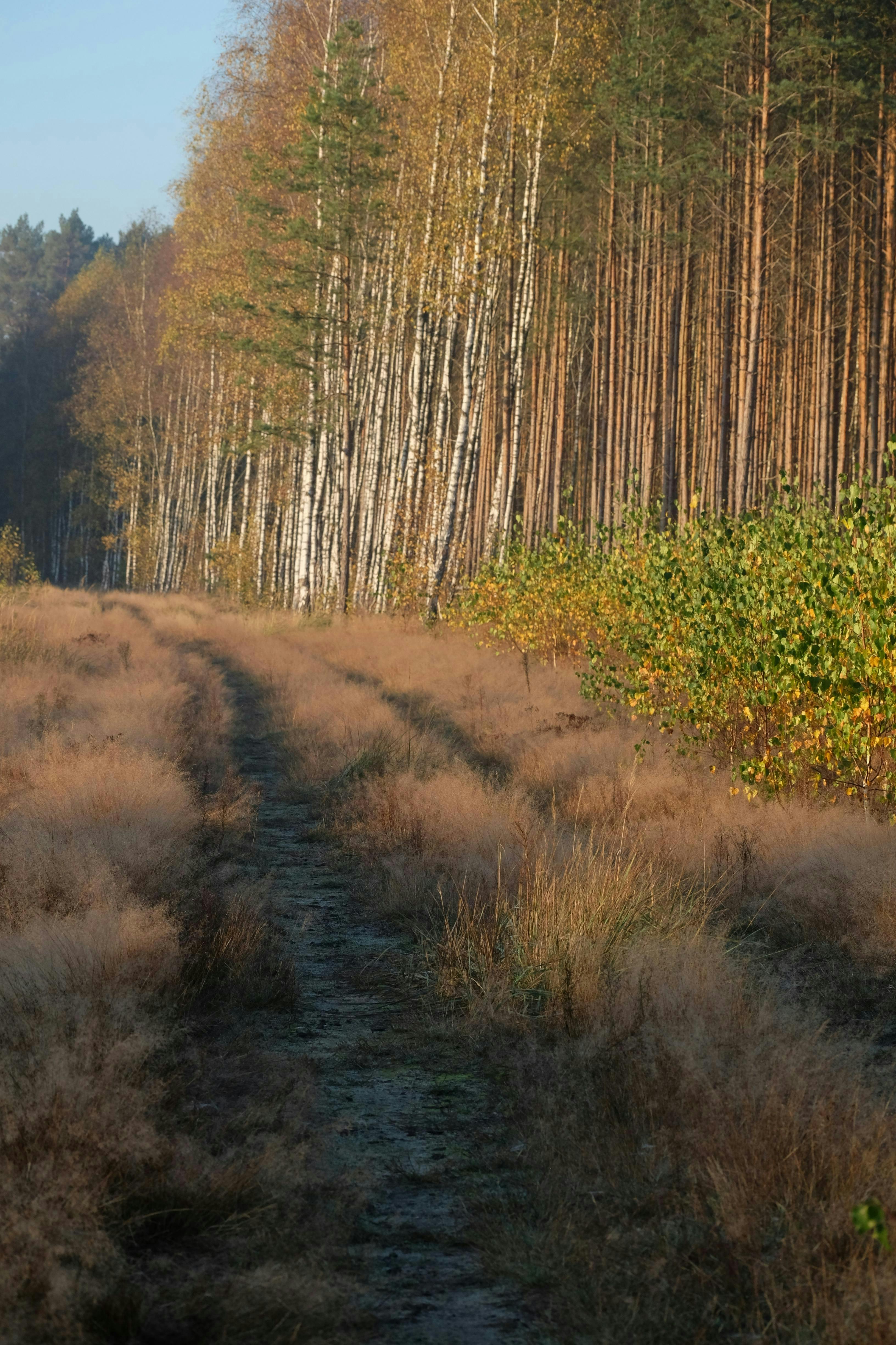 Wooded Nature Photos, Download The BEST Free Wooded Nature Stock Photos ...