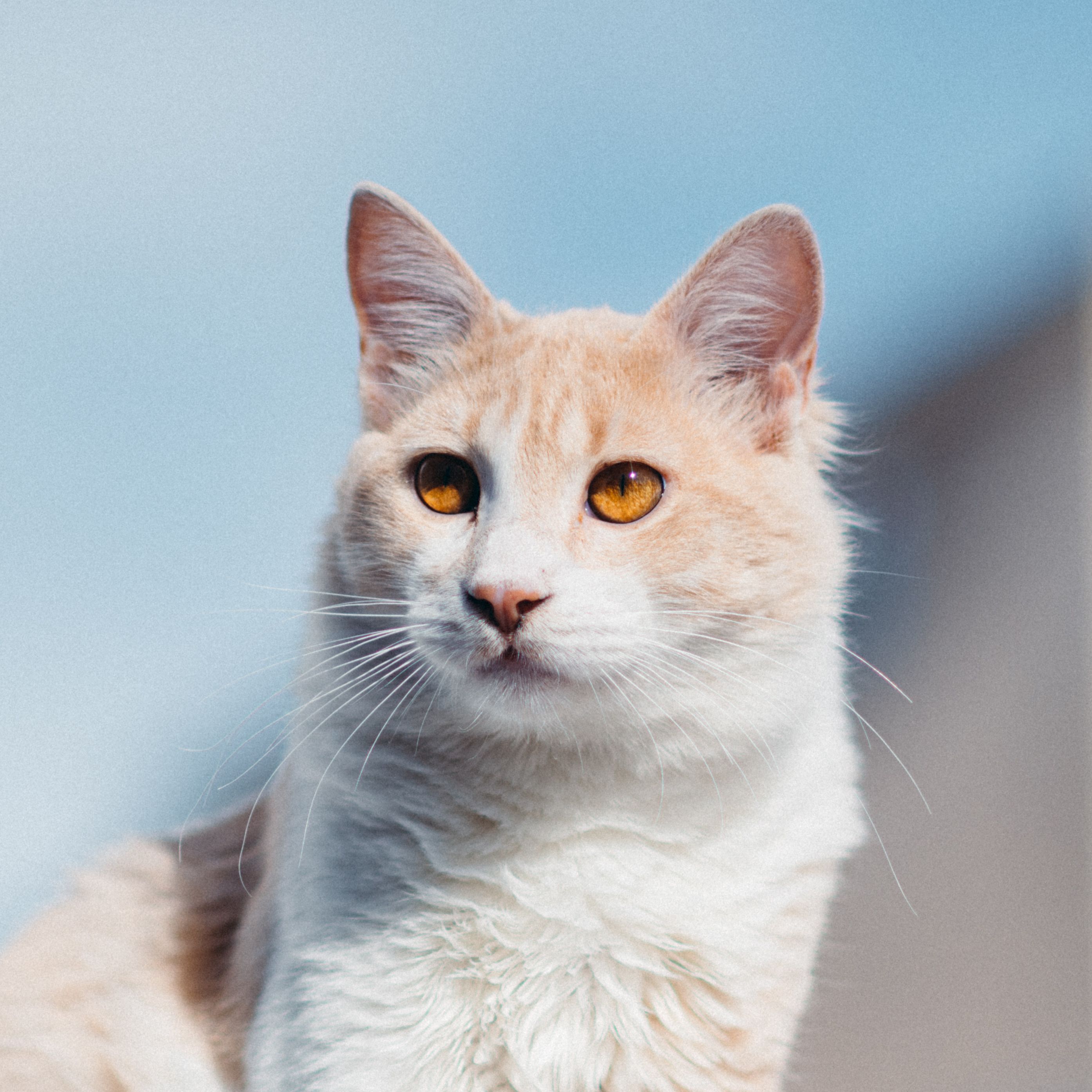 Retrato En Primer Plano De Un Gato Maine Coon De Color Crema · Foto de ...