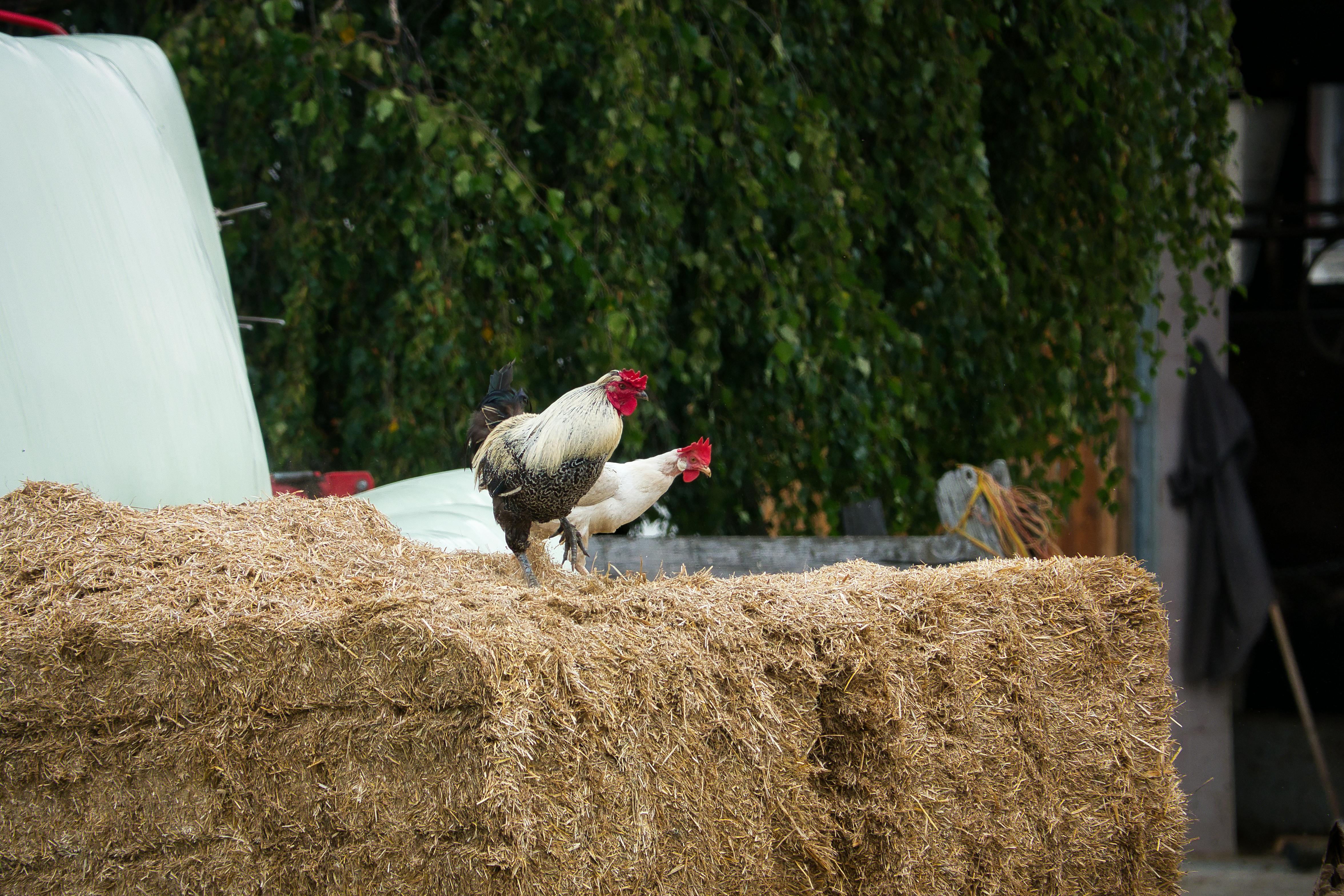 Rooster On Teepee Photos, Download The BEST Free Rooster On Teepee ...