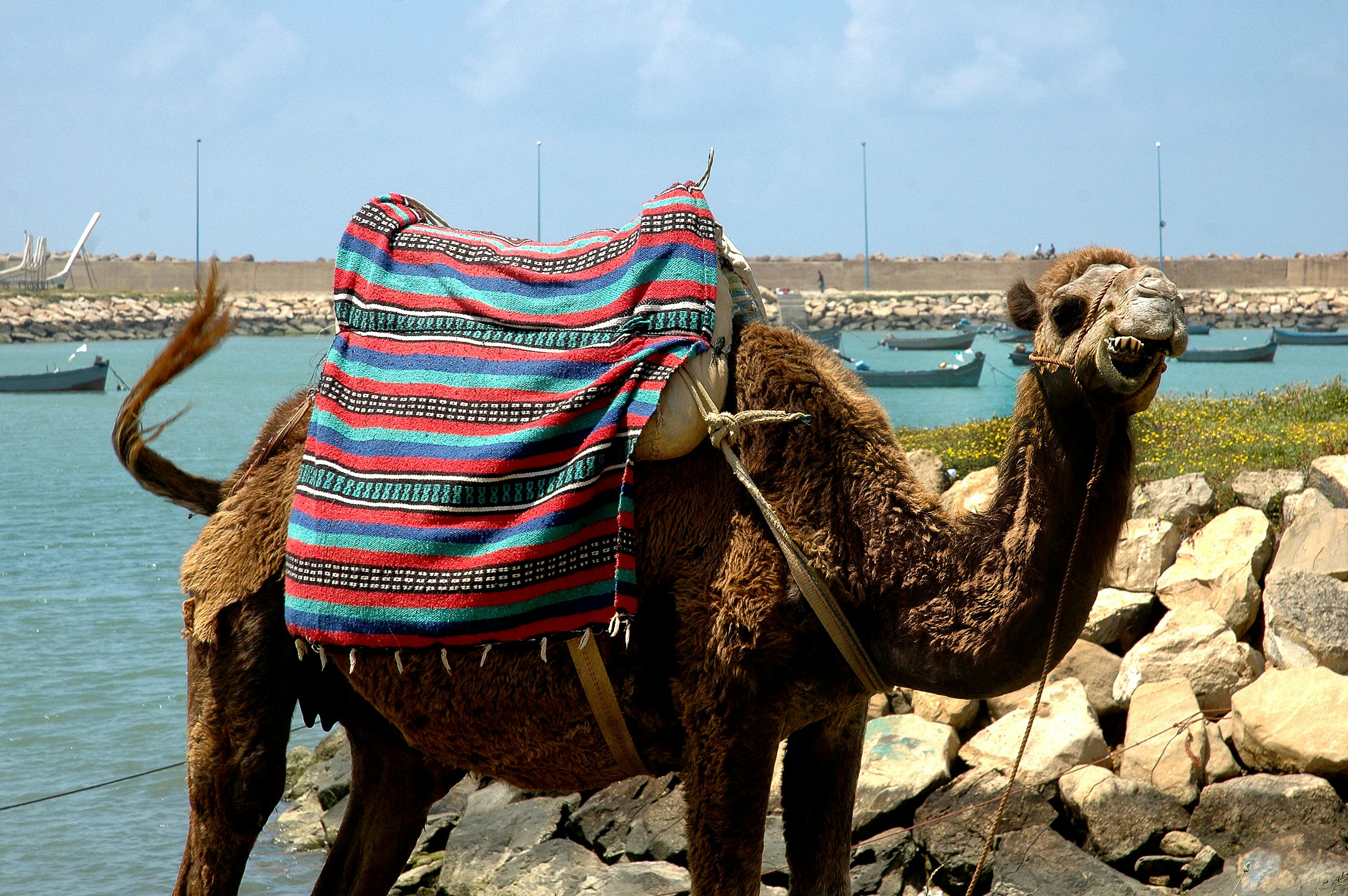 Camel Shift Photos, Download The BEST Free Camel Shift Stock Photos ...