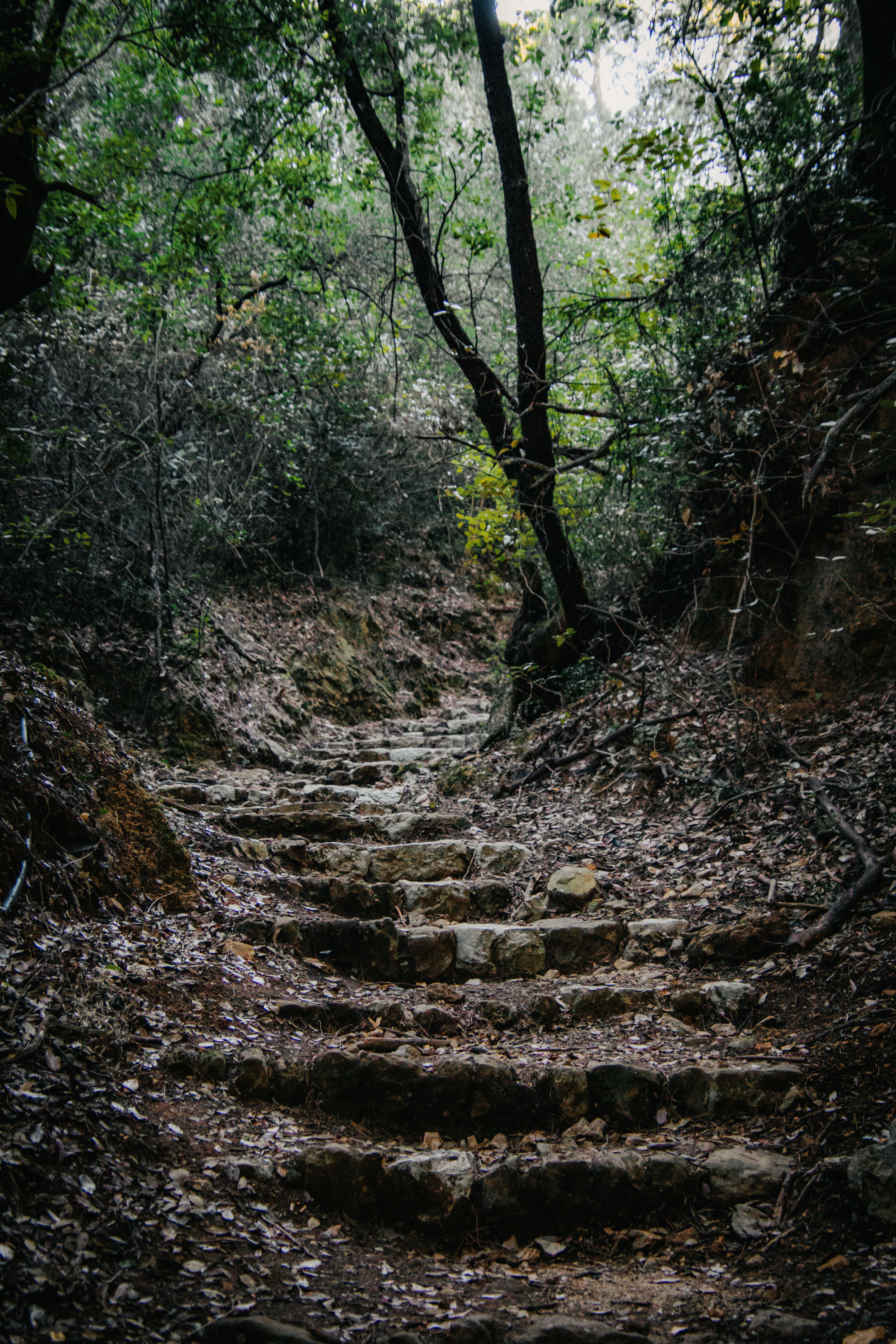 Rustic Forest Path in Lopud, Croatia · Free Stock Photo