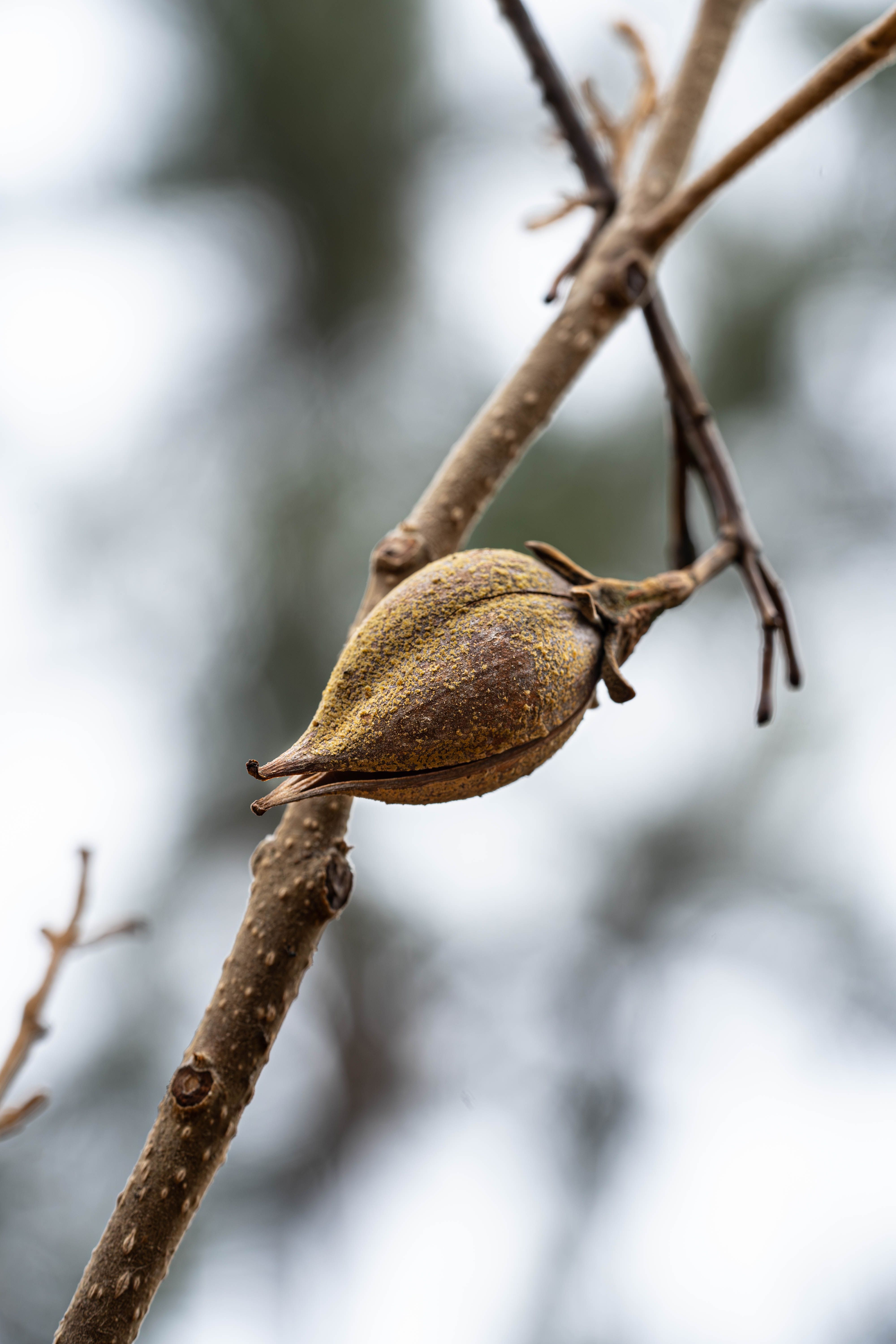 Close-up of a Seed Pod on a Tree Branch · Free Stock Photo