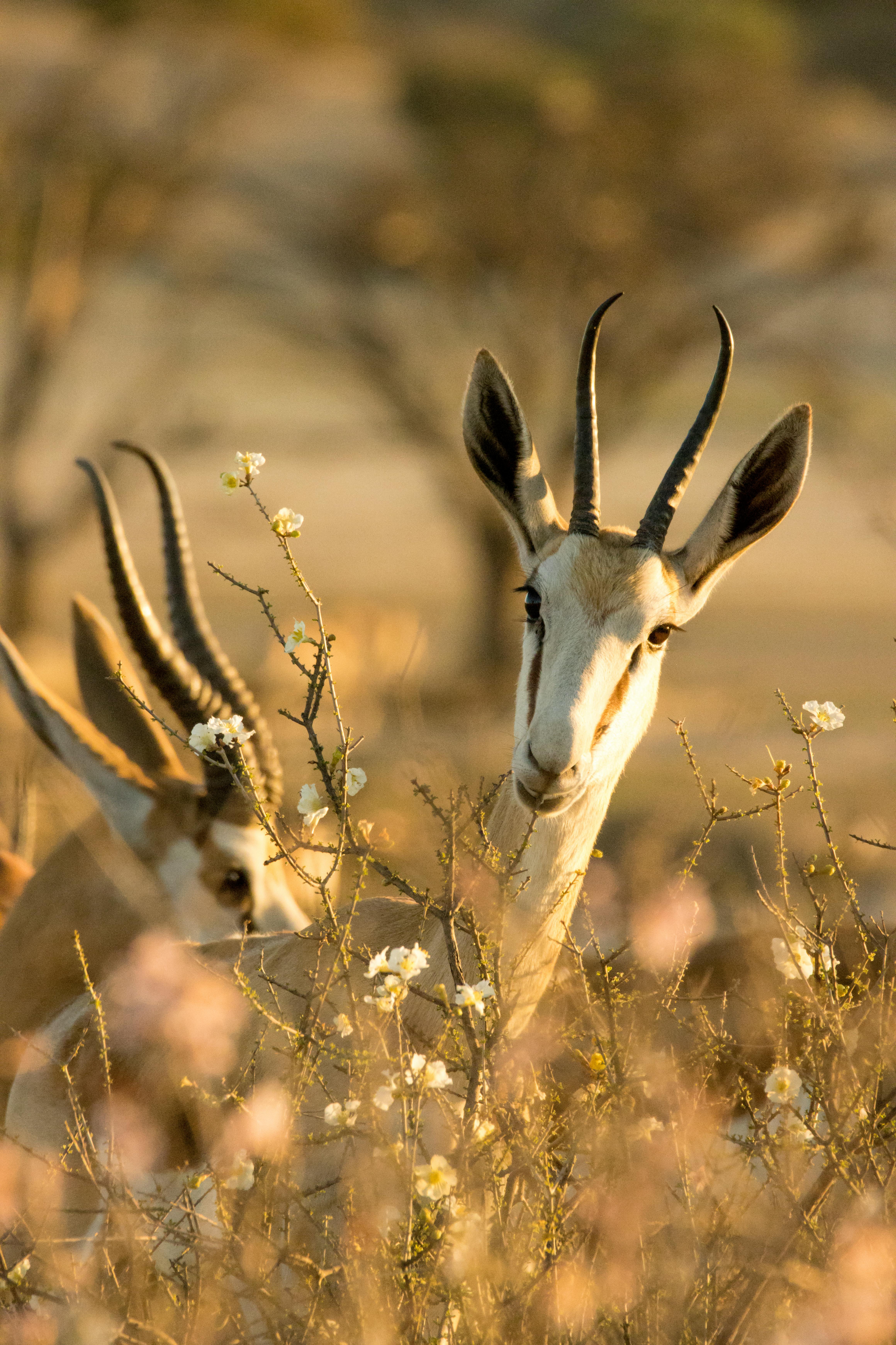 African Springbok Photos, Download The BEST Free African Springbok ...