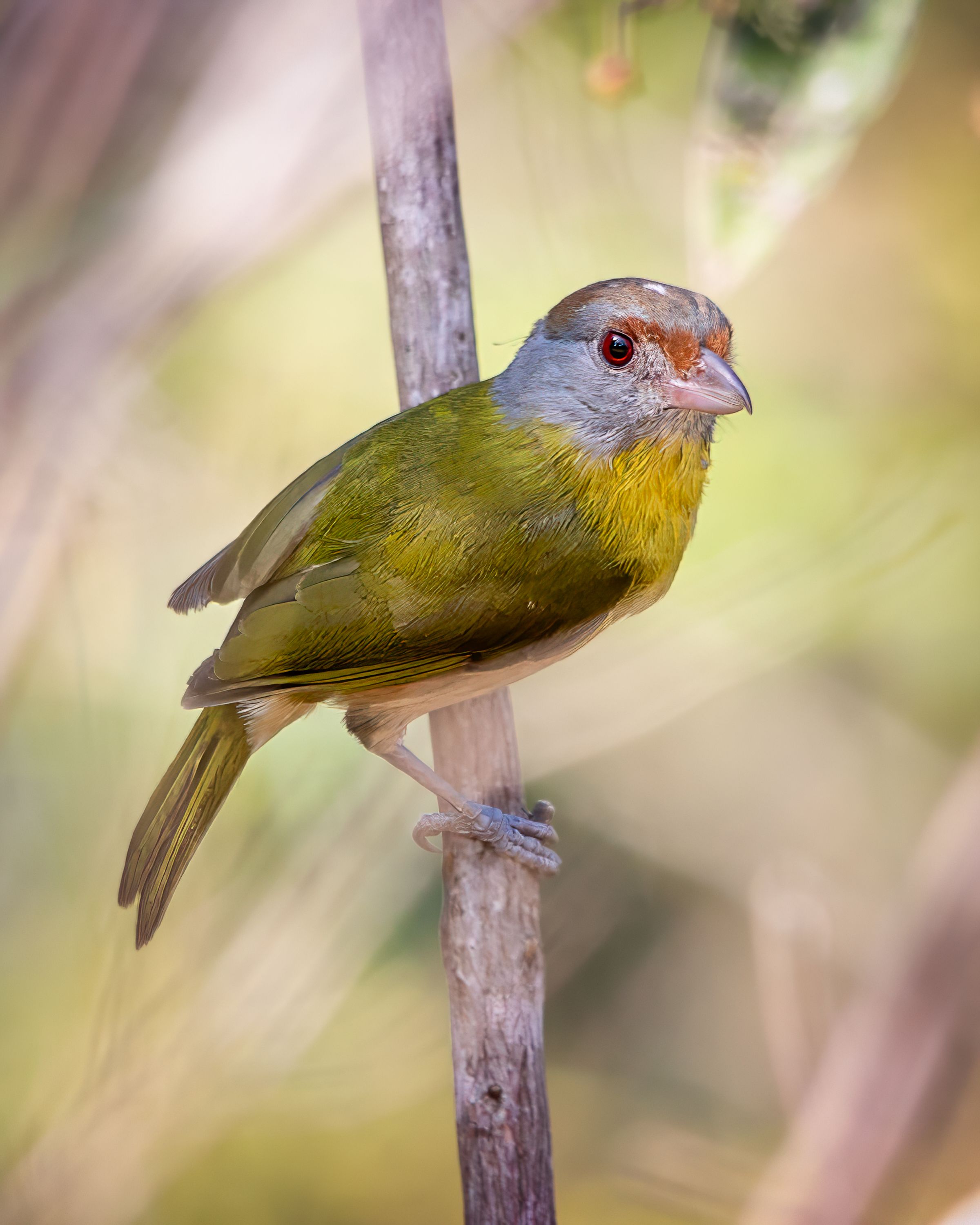 Colorful Green Tananger Perched on Branch in Mata Atlantica · Free ...