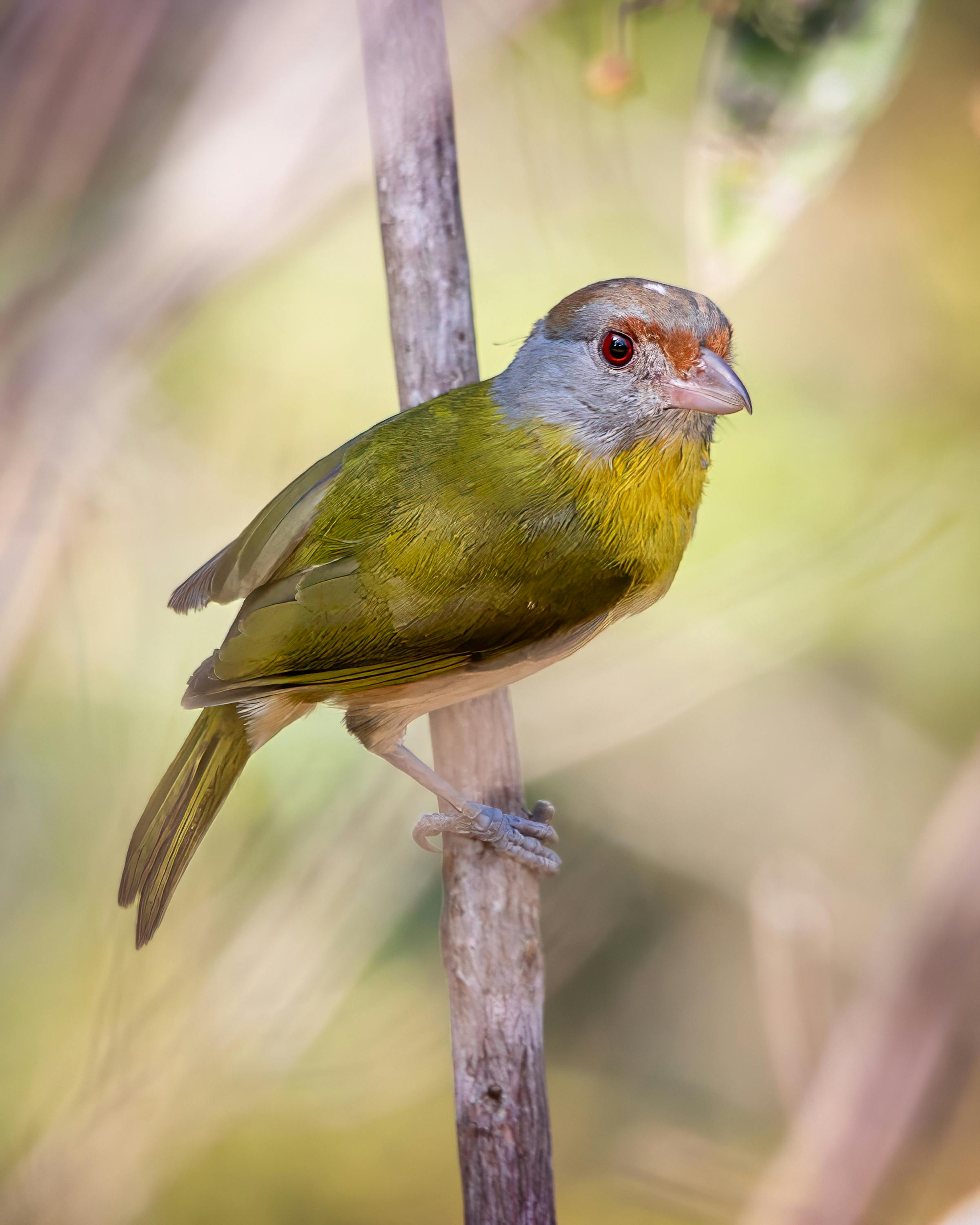 Tangara Verde Colorida Posada En Una Rama En Mata Atlántica · Foto de ...