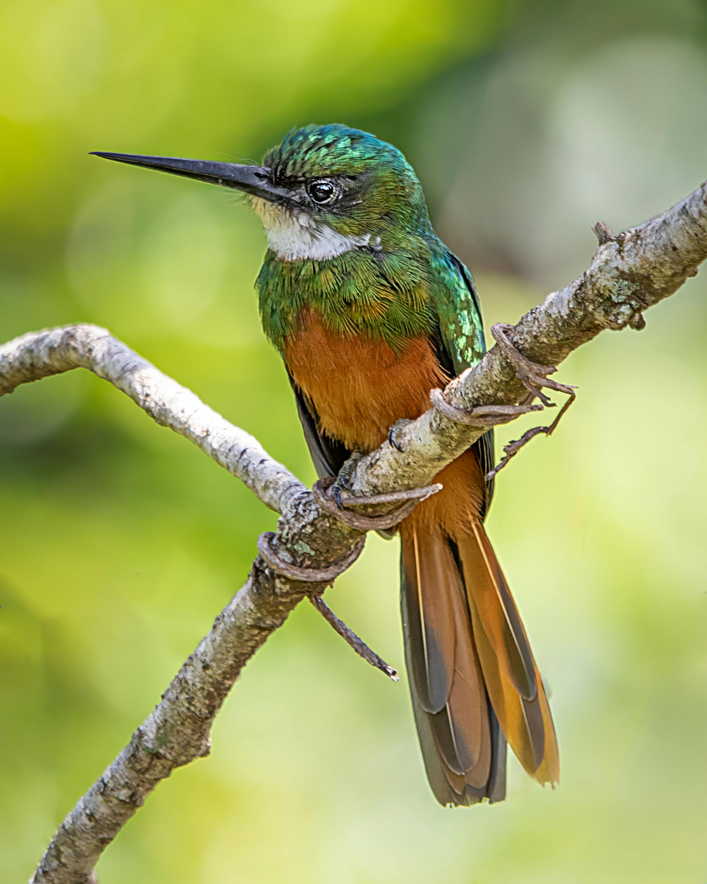 Ashapura Mata Photos, Download The BEST Free Ashapura Mata Stock Photos ...