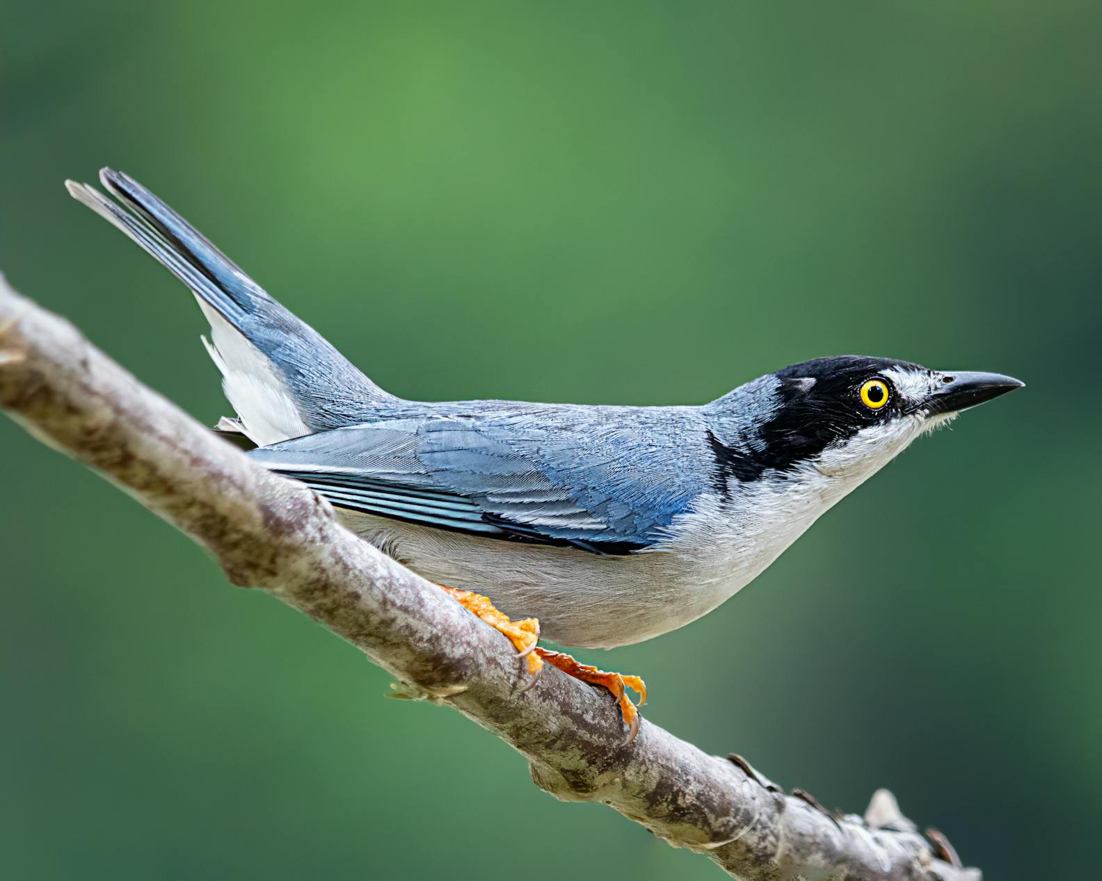 NW Bird Identification: Regional Species Guide for Beginners