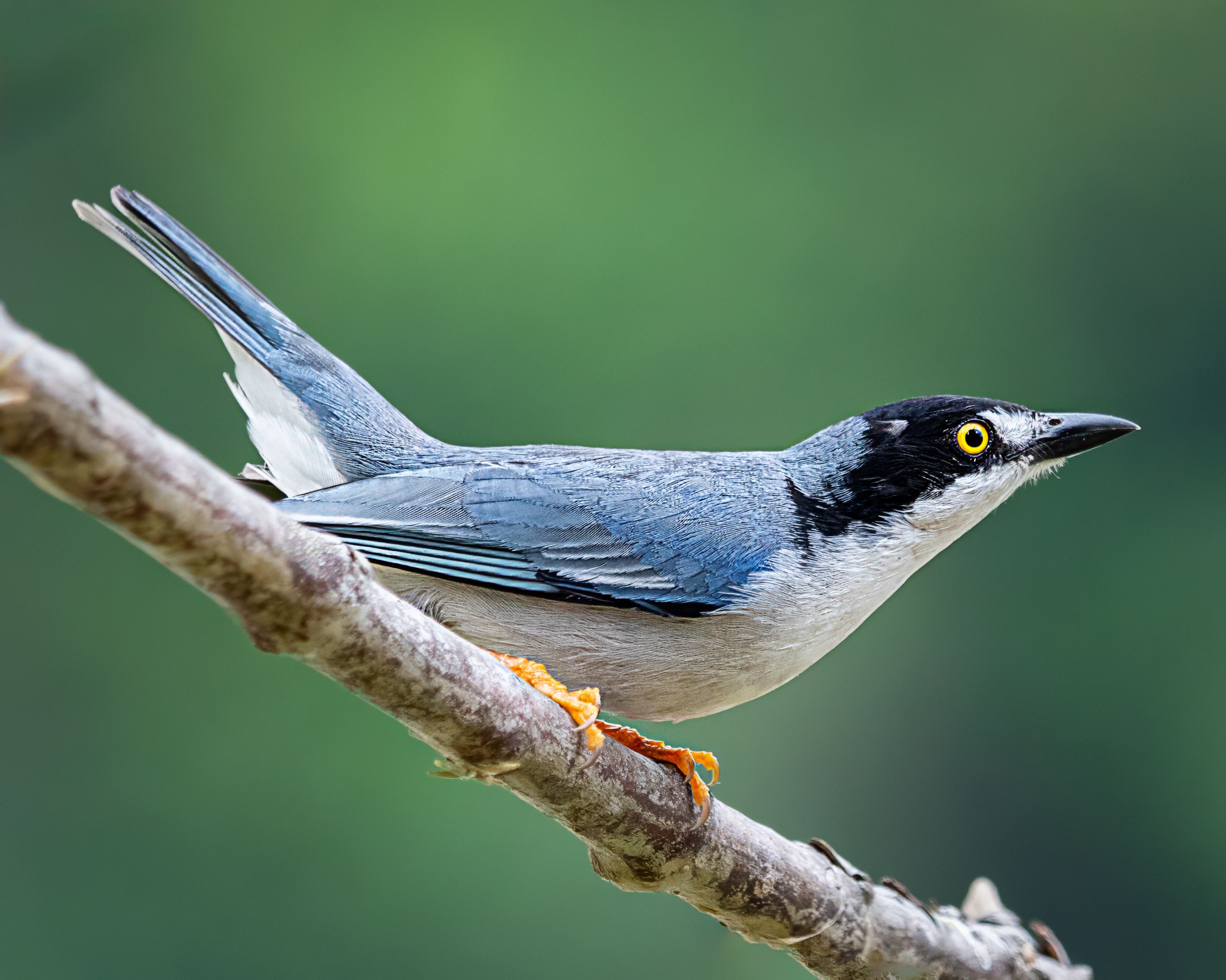 Close-up of Blue-and-white Tanager on Branch · Free Stock Photo