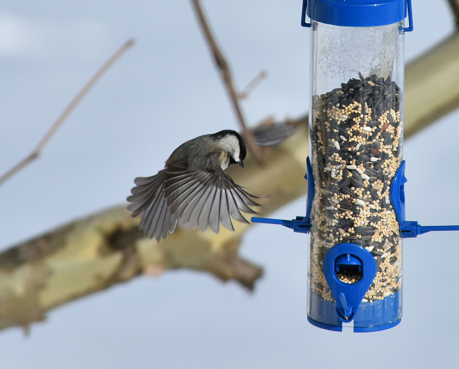 Chickadee Photos, Download The BEST Free Chickadee Stock Photos & HD Images