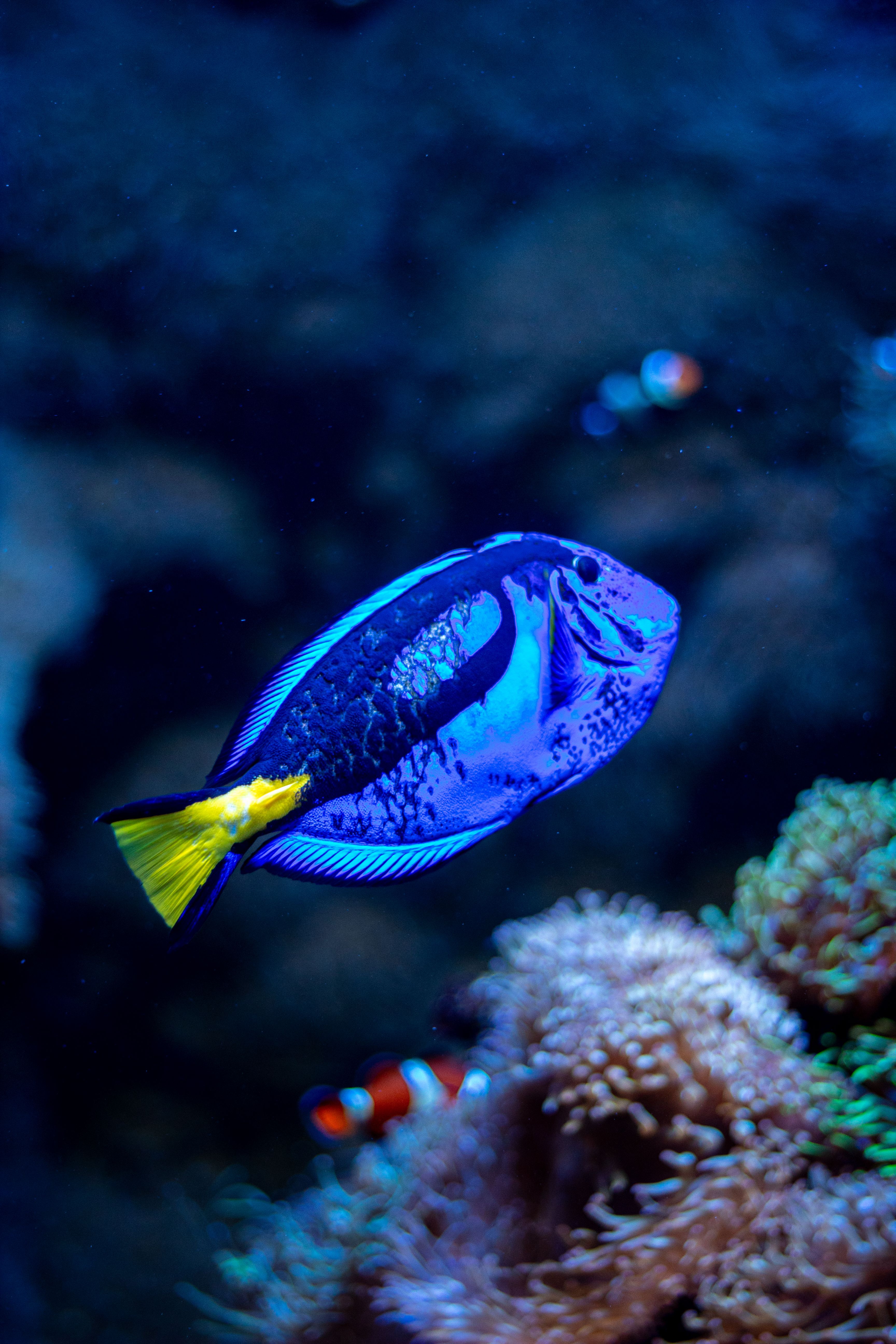 Poisson Tang Bleu Vibrant Dans Une Scène Sous Marine · Photo gratuite