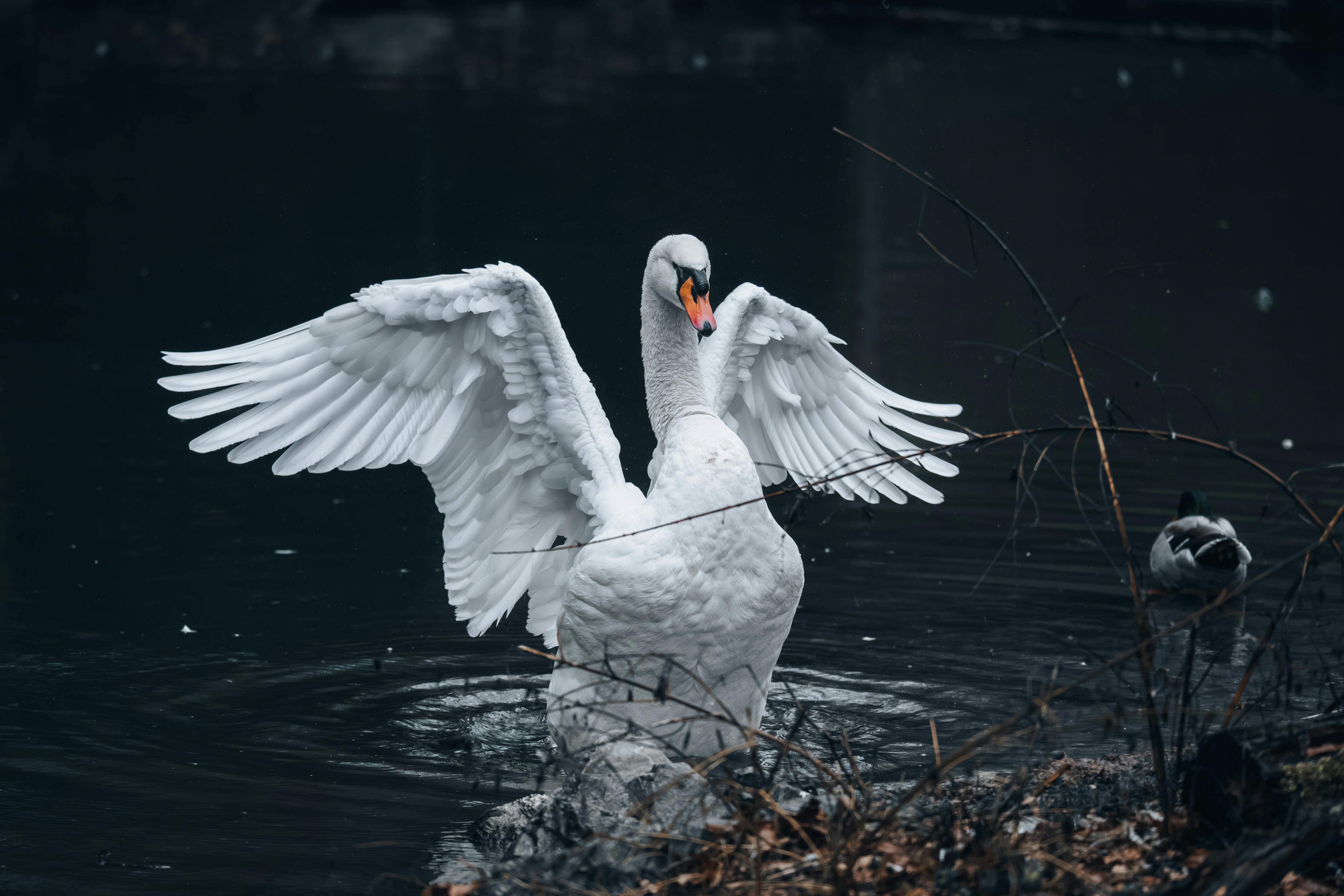 Split Flap Photos, Download The BEST Free Split Flap Stock Photos & HD ...