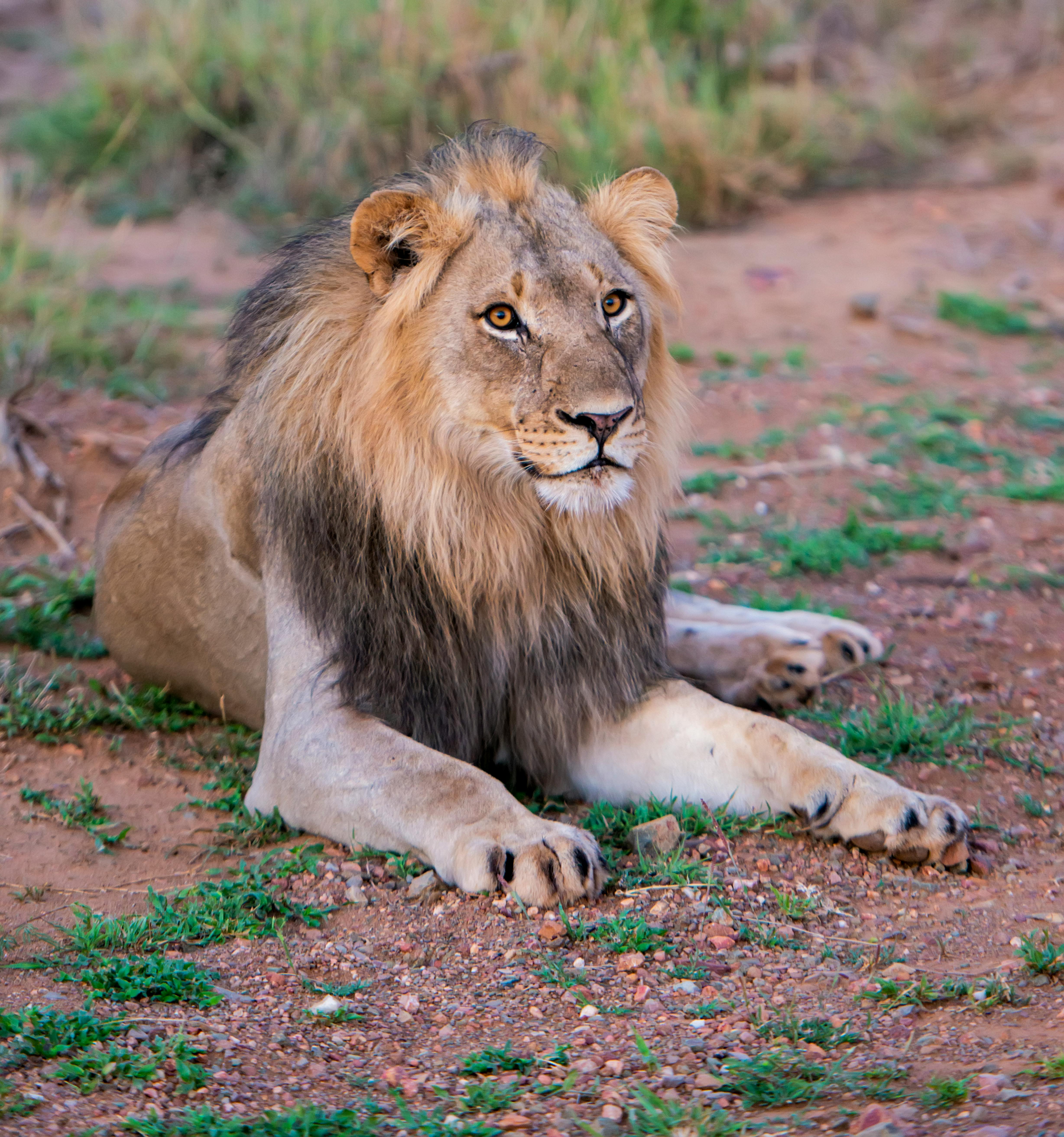 Lion Natural Habitat