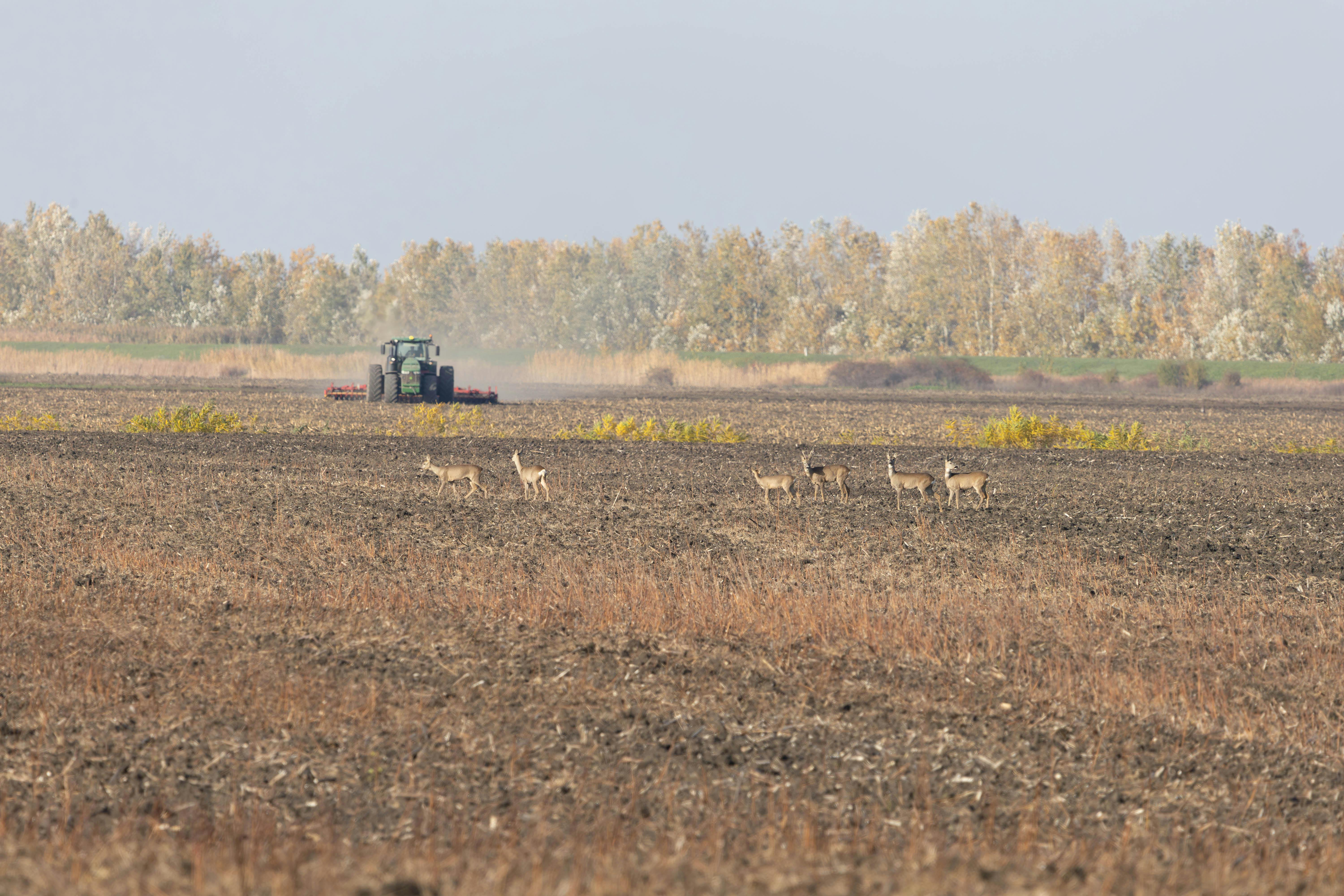 Rural Landscape with Tractor and Deer in Autumn Field · Free Stock Photo