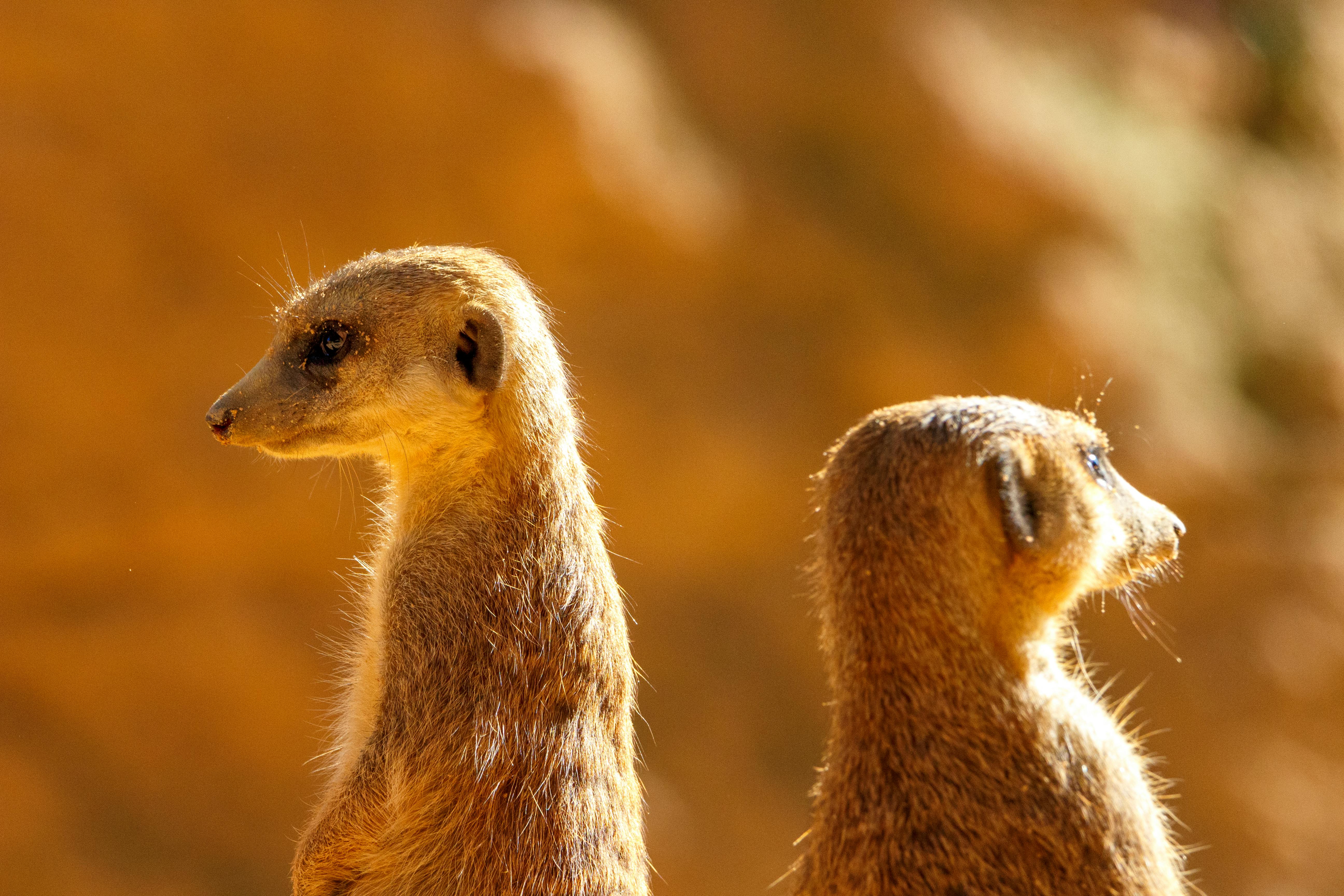 Discord Profiles Pjictureas Photos, Download The BEST Free Discord ...