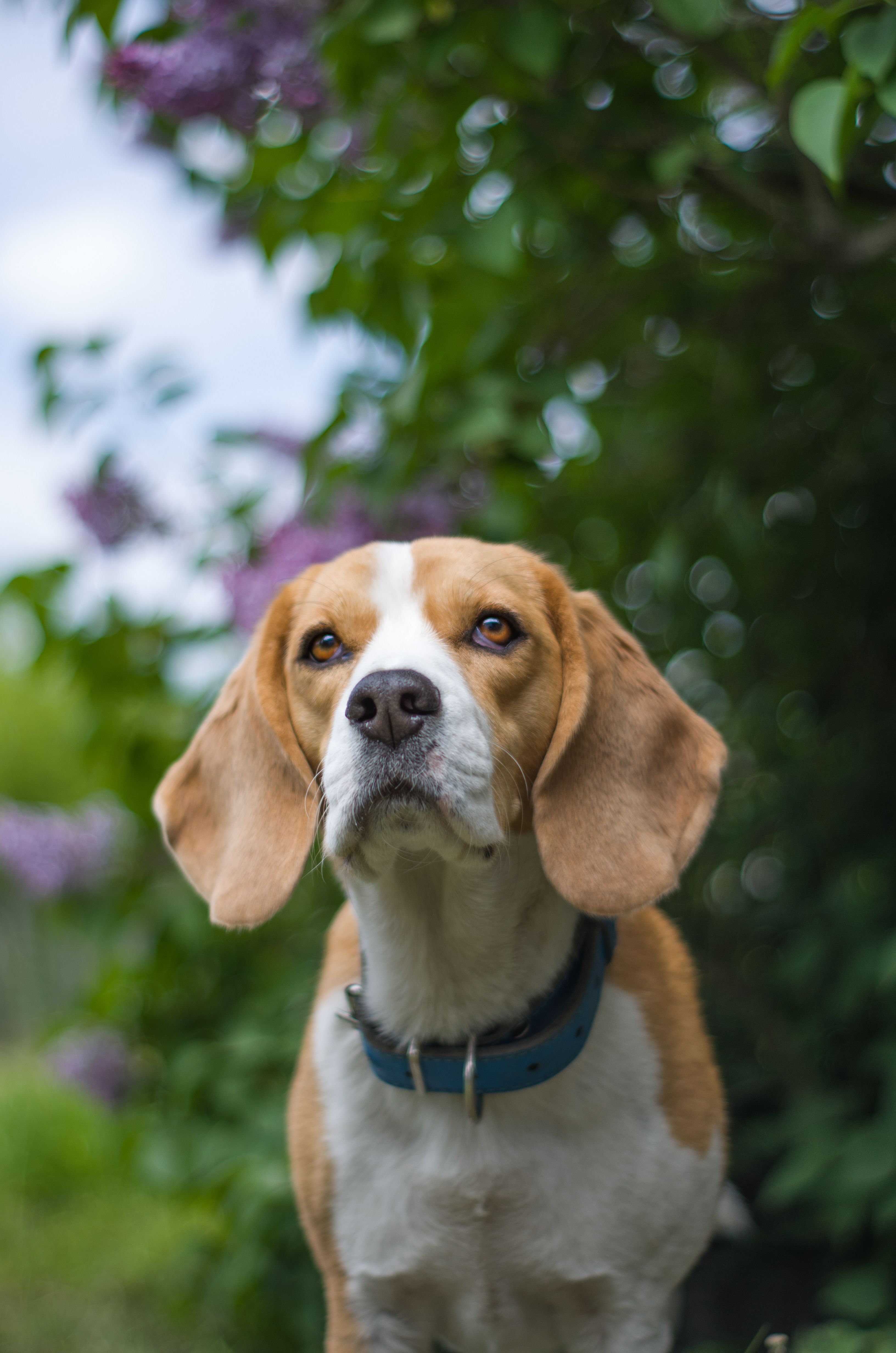 Dogging Photos, Download The BEST Free Dogging Stock Photos & HD Images