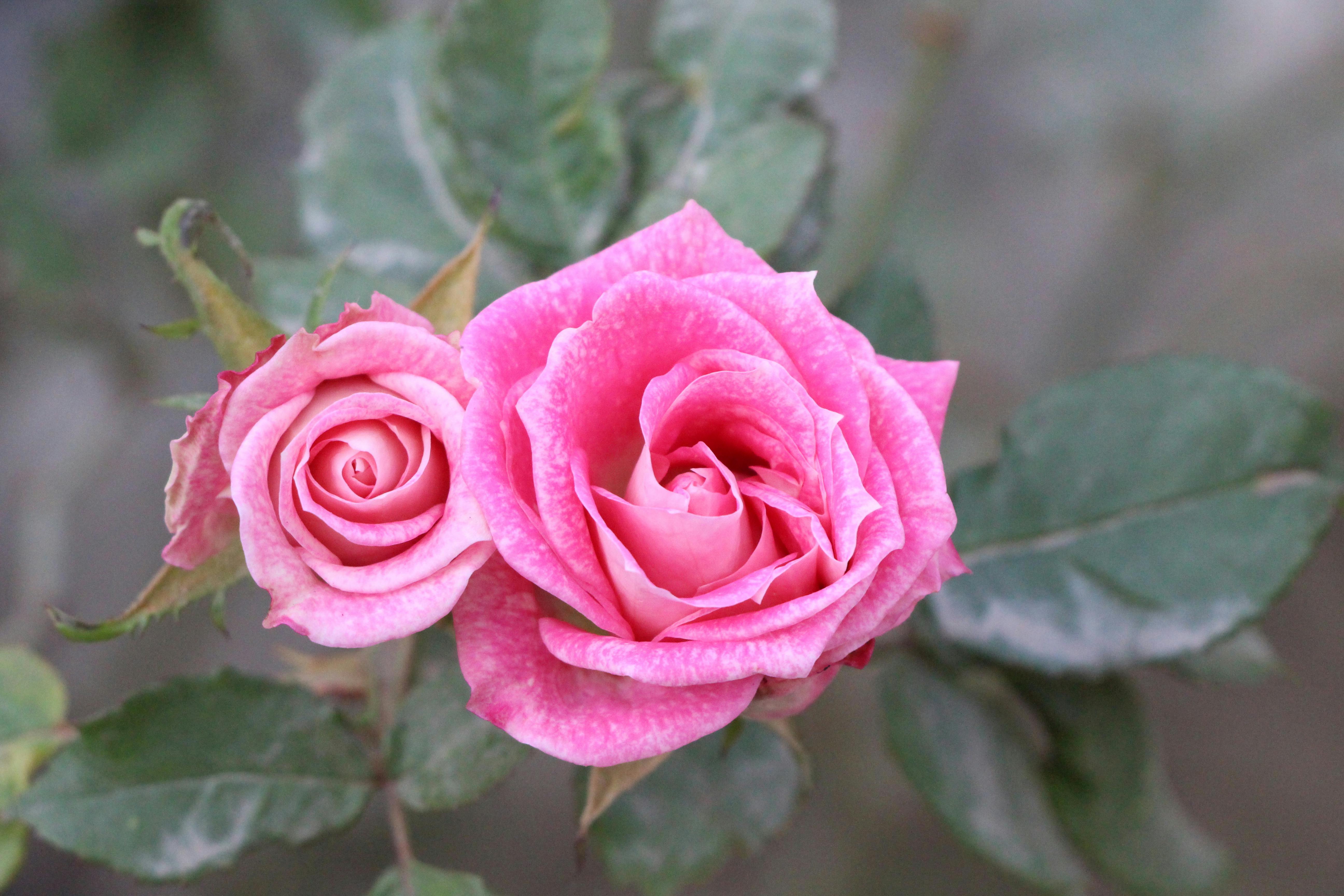 Close-up of Vibrant Pink Rose Blooms · Free Stock Photo