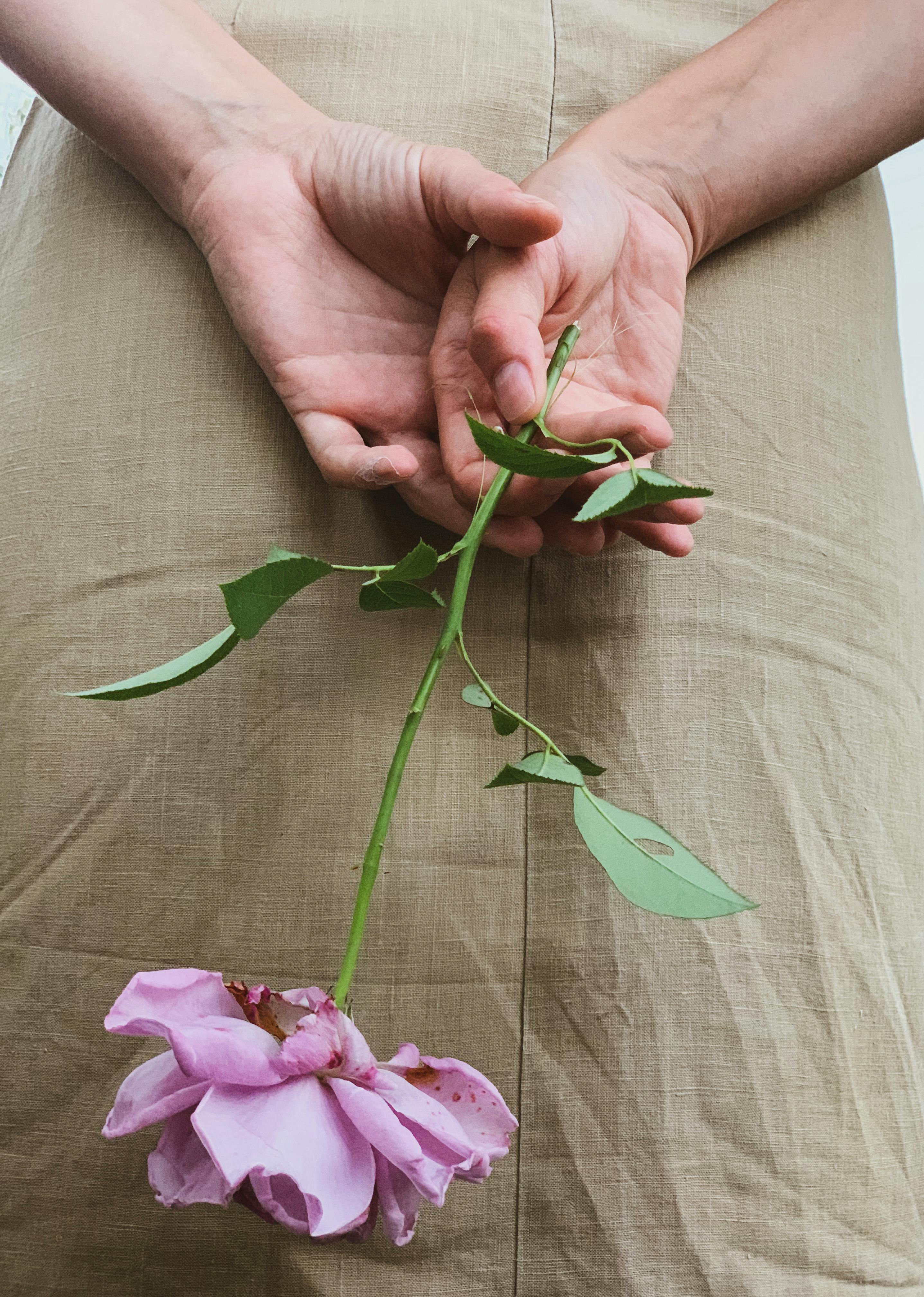 Delicate Hands Holding a Fading Pink Rose · Free Stock Photo