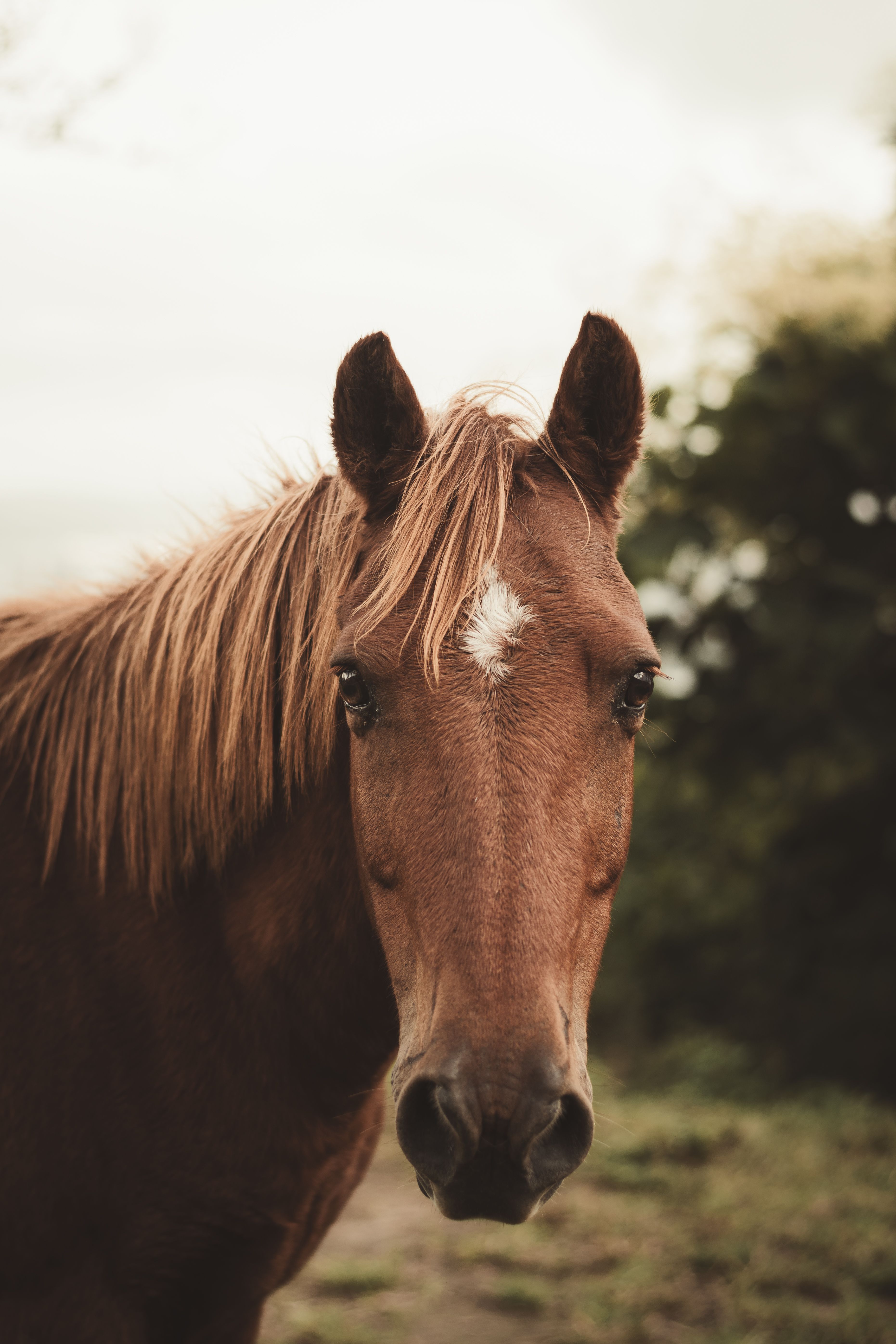 Horse Stud Photos, Download The BEST Free Horse Stud Stock Photos & HD ...