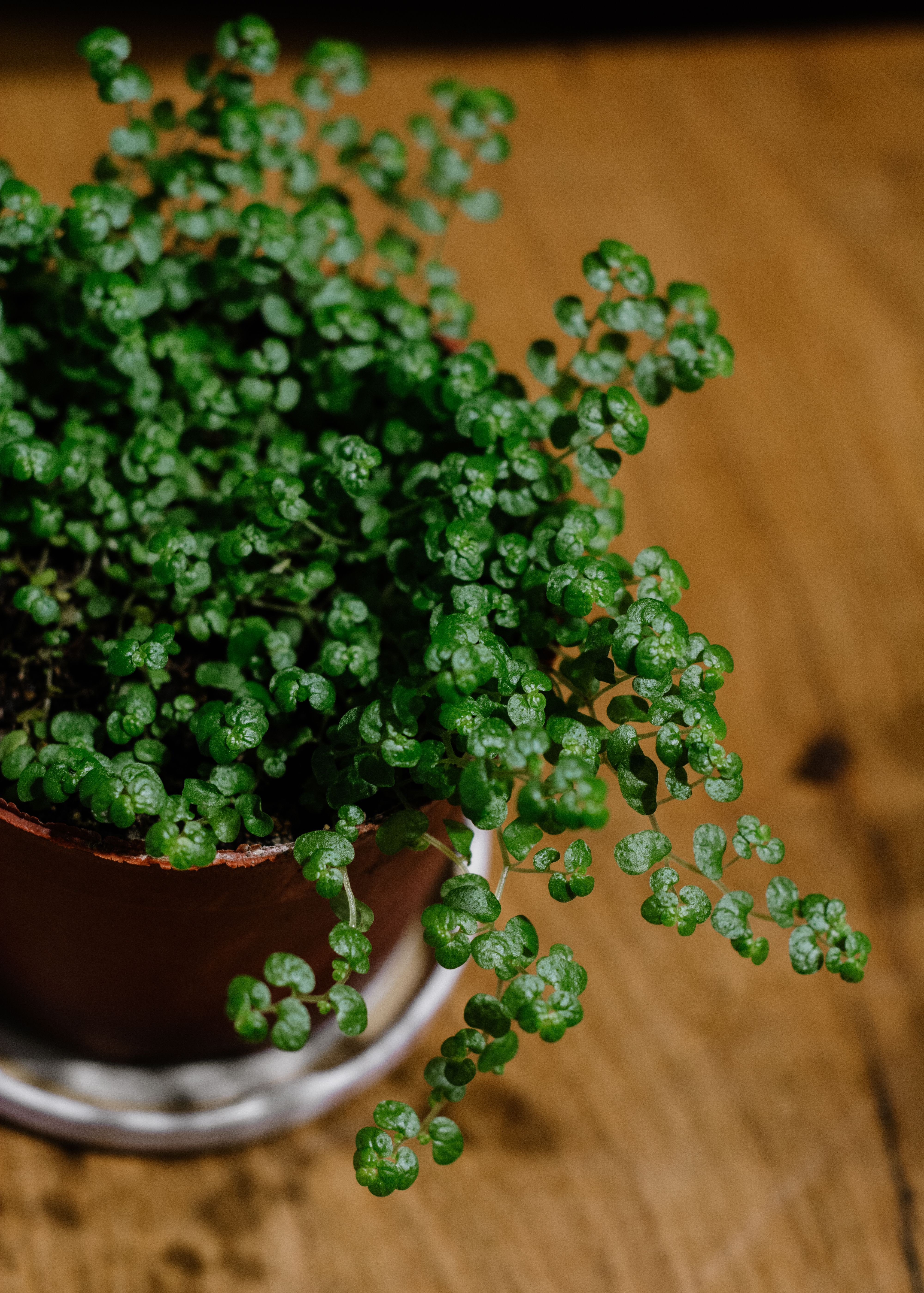 Close-up of Baby Tears Plant on Wooden Surface · Free Stock Photo