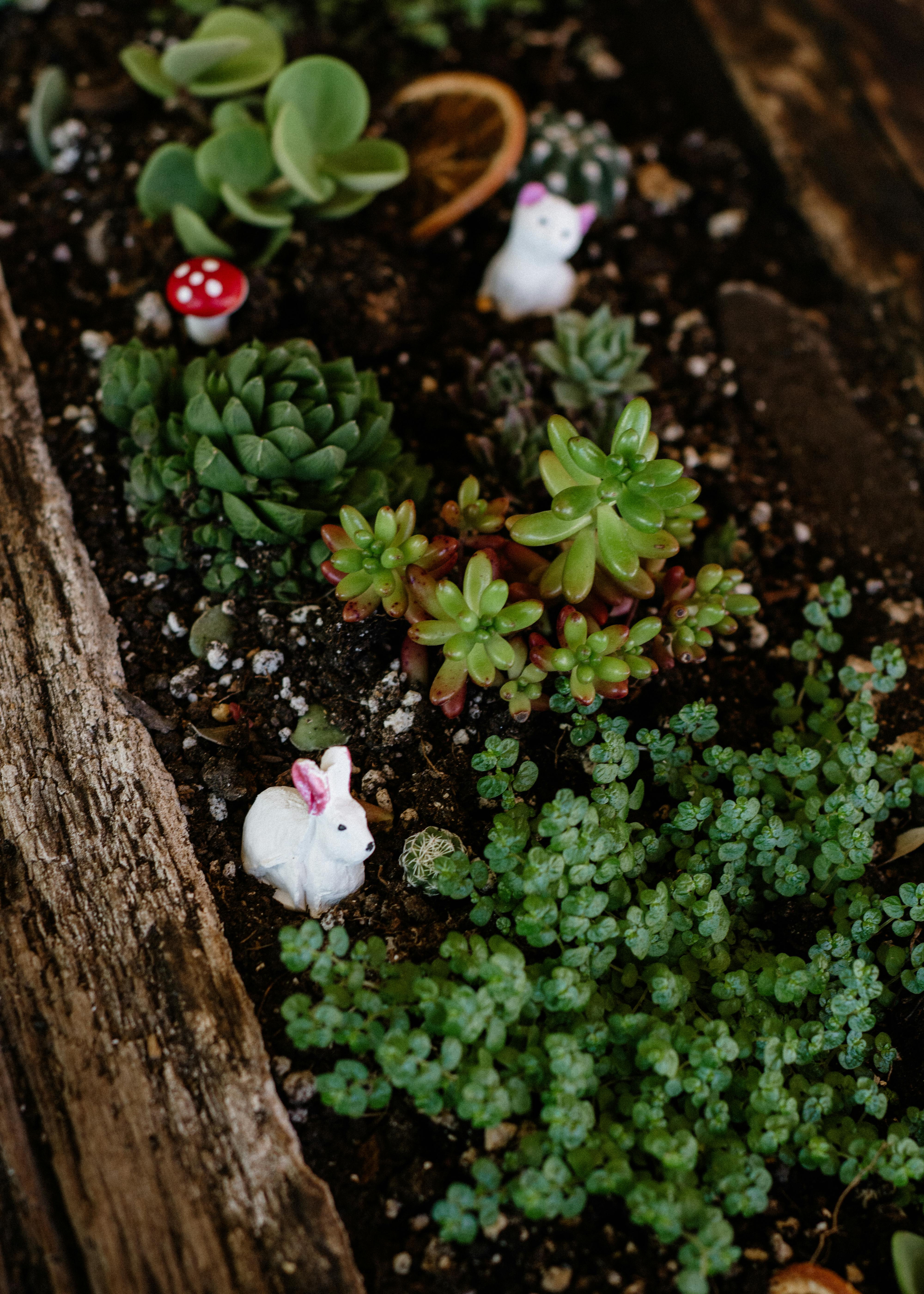 Fairy Garden with Succulents and Miniature Rabbits · Free Stock Photo