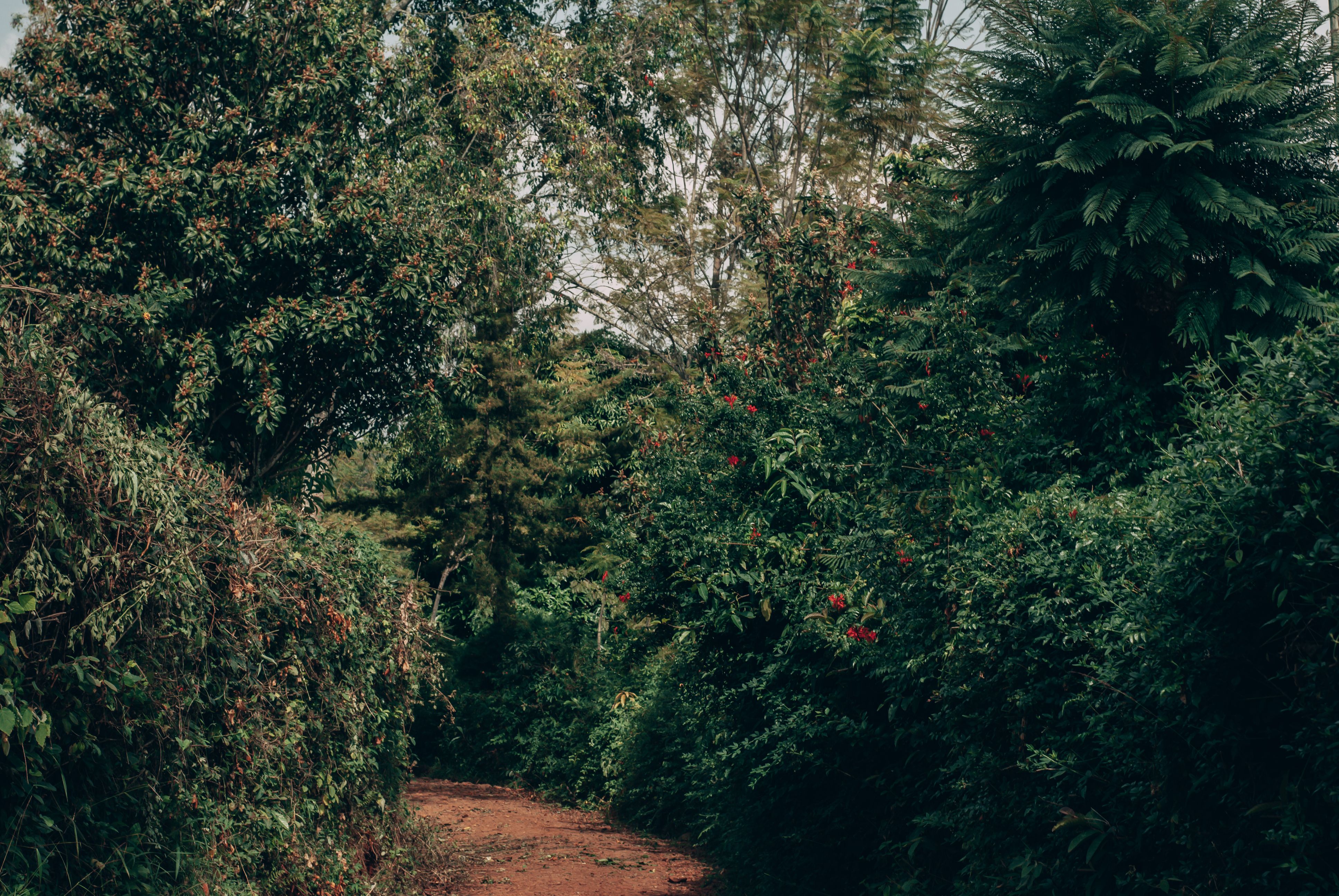 Lush Green Pathway in a Dense Forest Landscape · Free Stock Photo