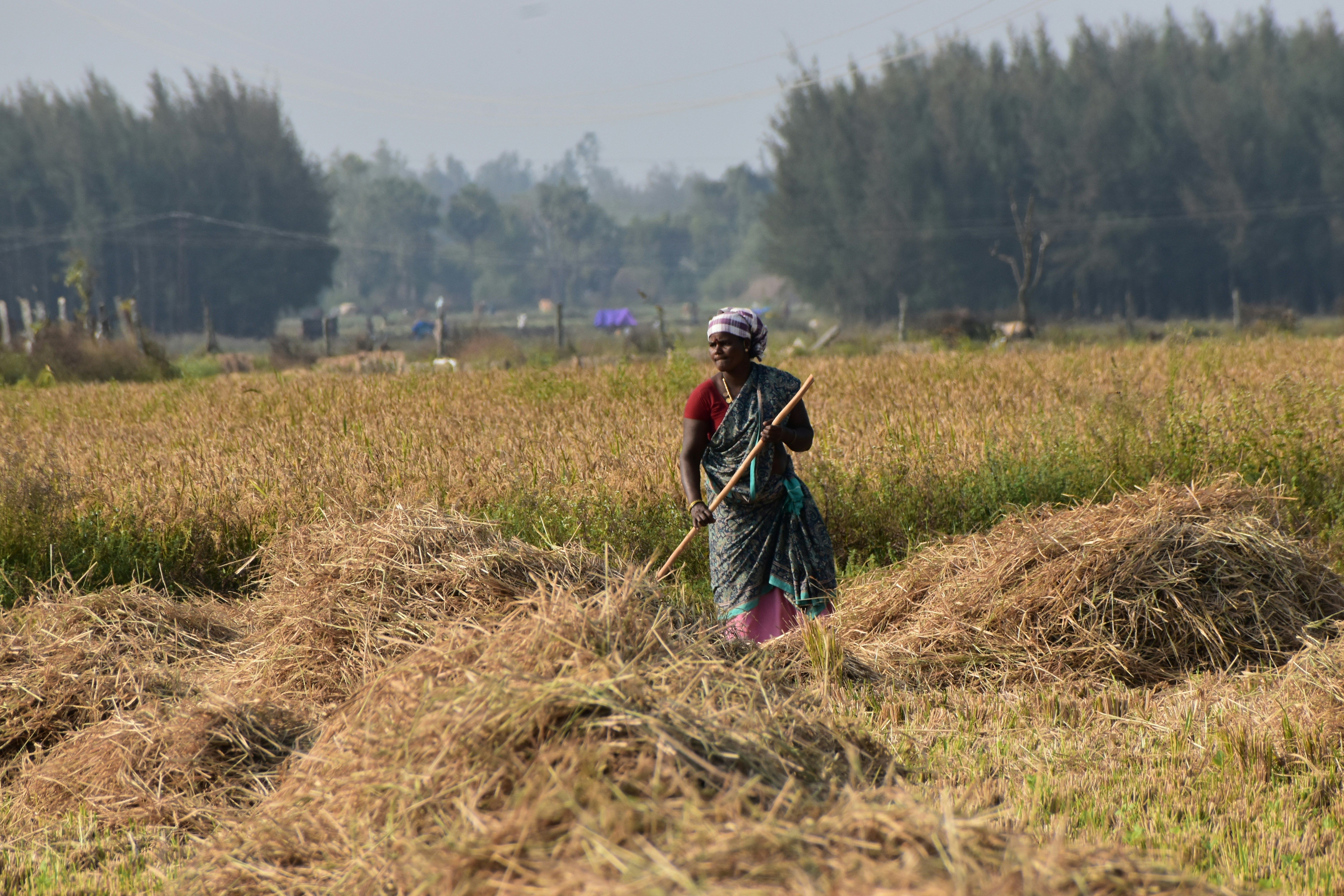 Indian Woman Harvesting in Rice Field · Free Stock Photo
