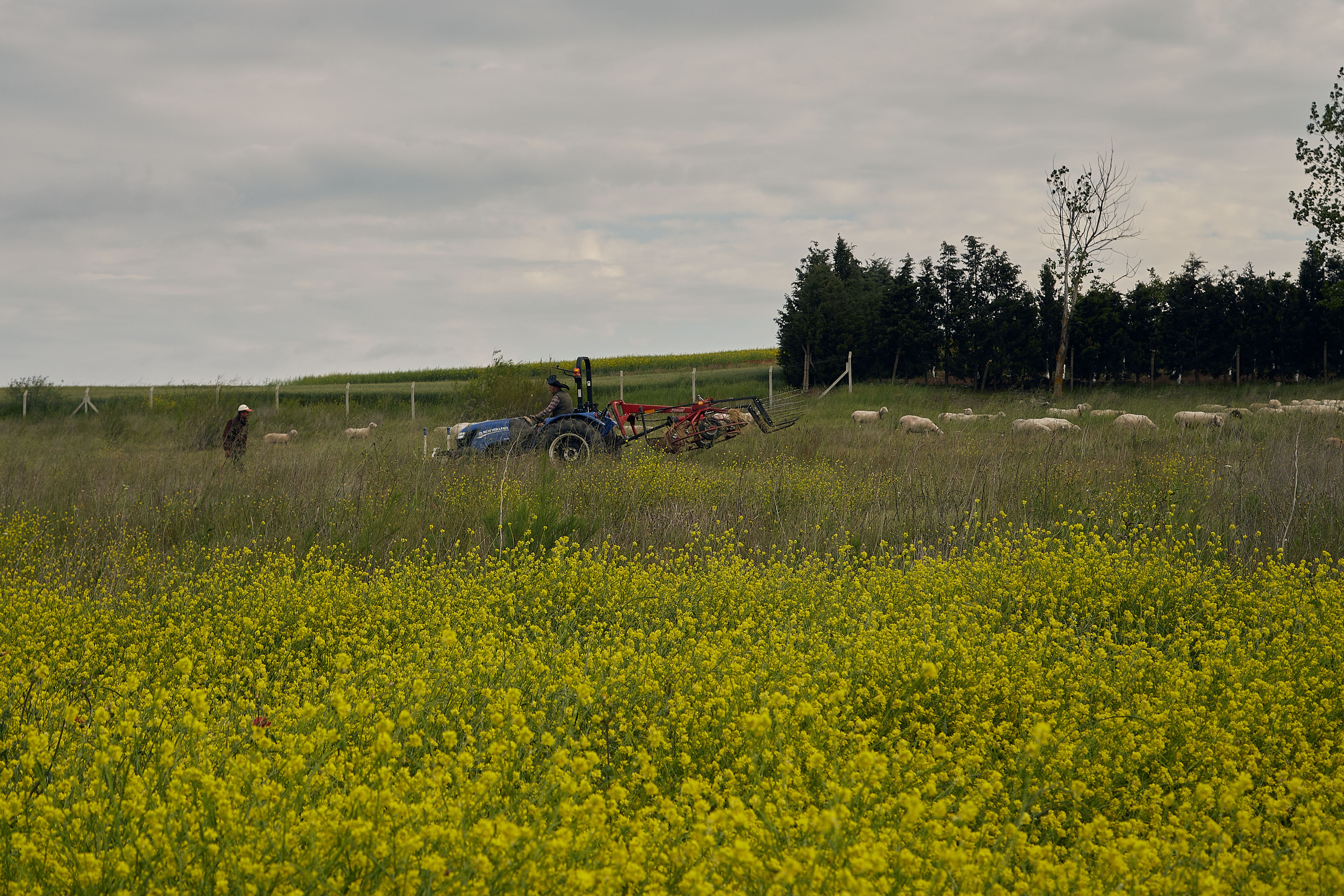 Peaceful Farm Scene with Tractor and Sheep in Canola Field · Free Stock ...
