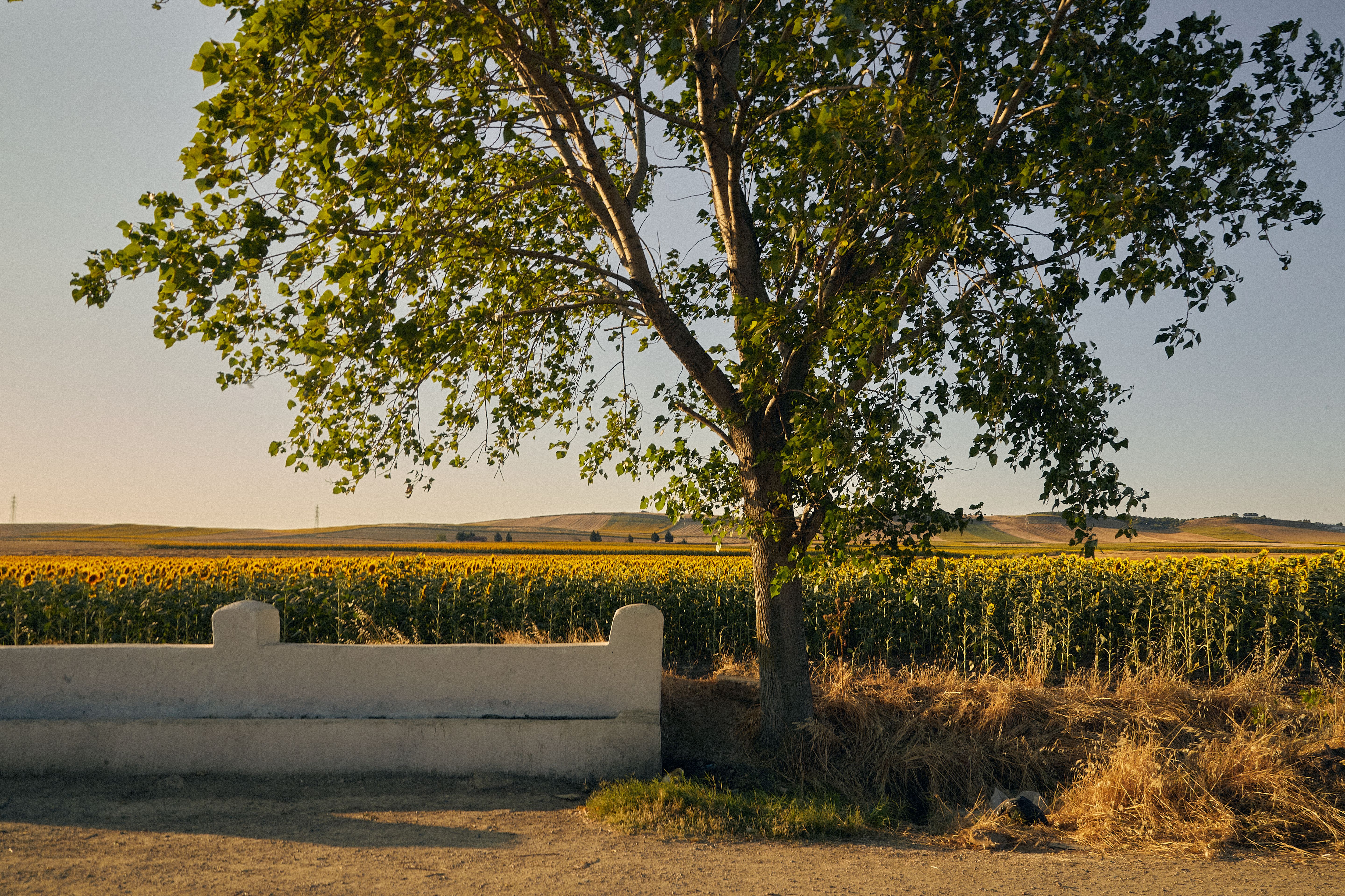 Naturee View Tree Photos, Download The BEST Free Naturee View Tree ...