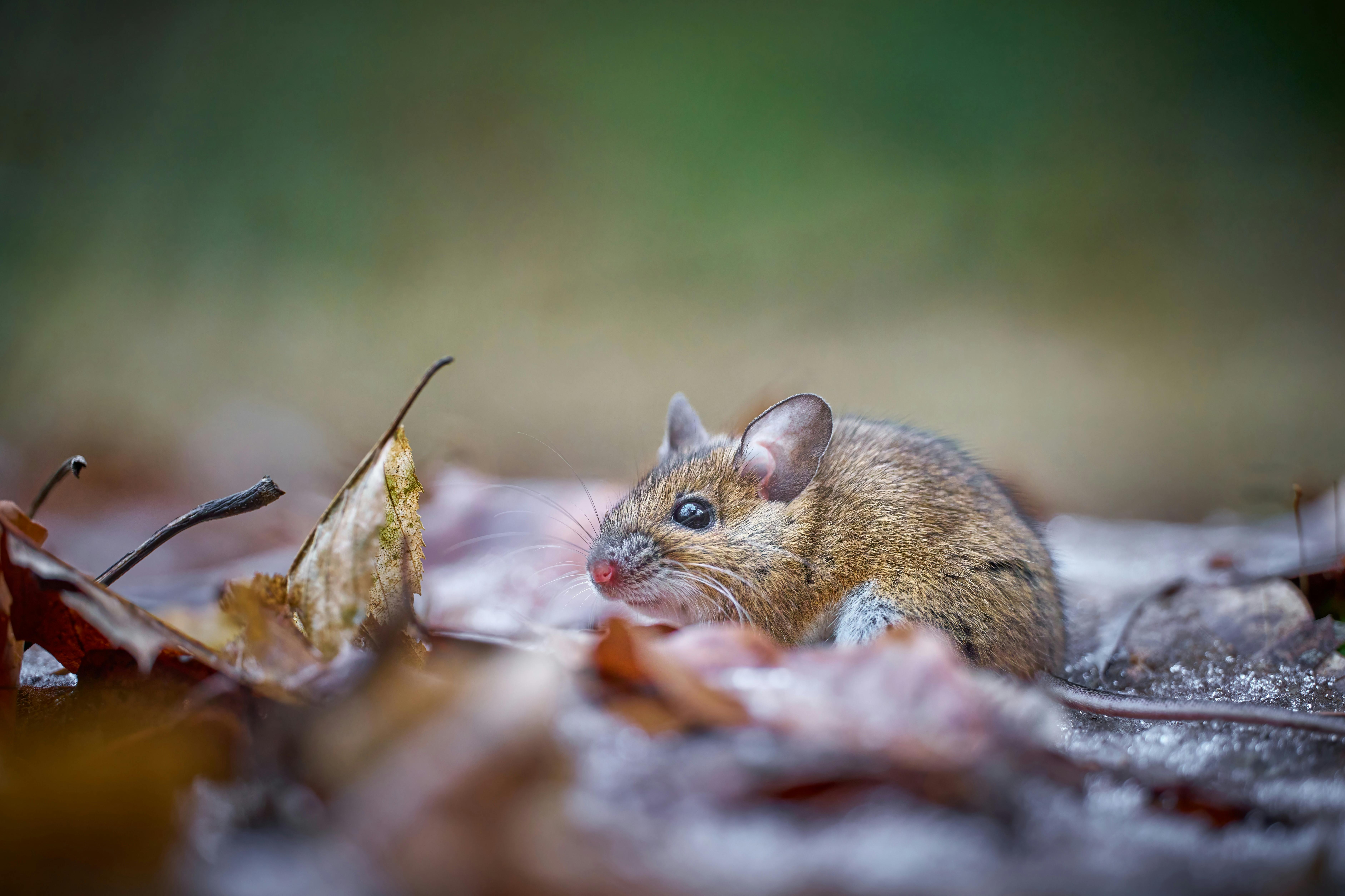 Close-Up of a Mouse on Autumn Leaves · Free Stock Photo