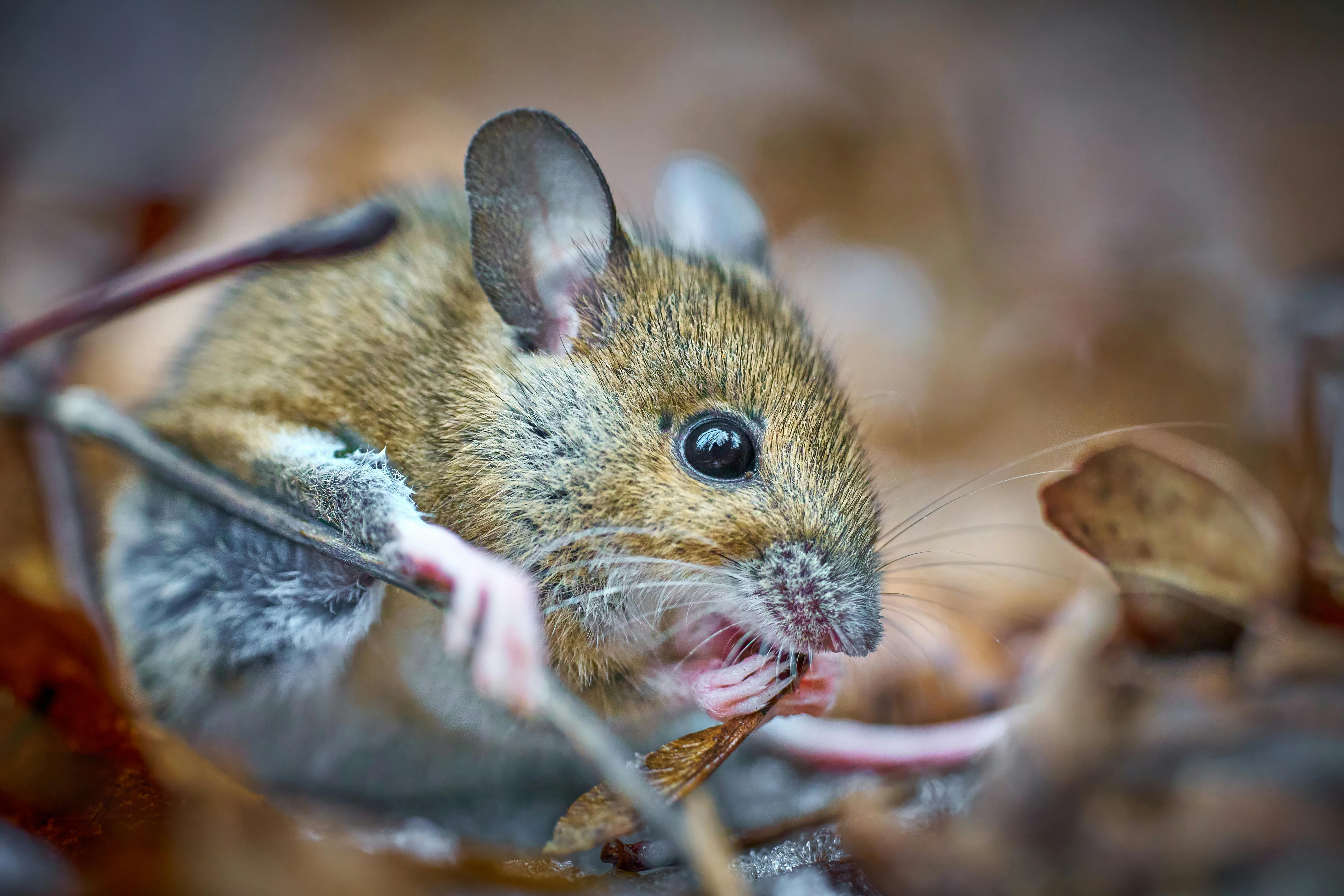 Primer Plano De Un Ratón Comiendo En La Naturaleza · Foto de stock gratuita