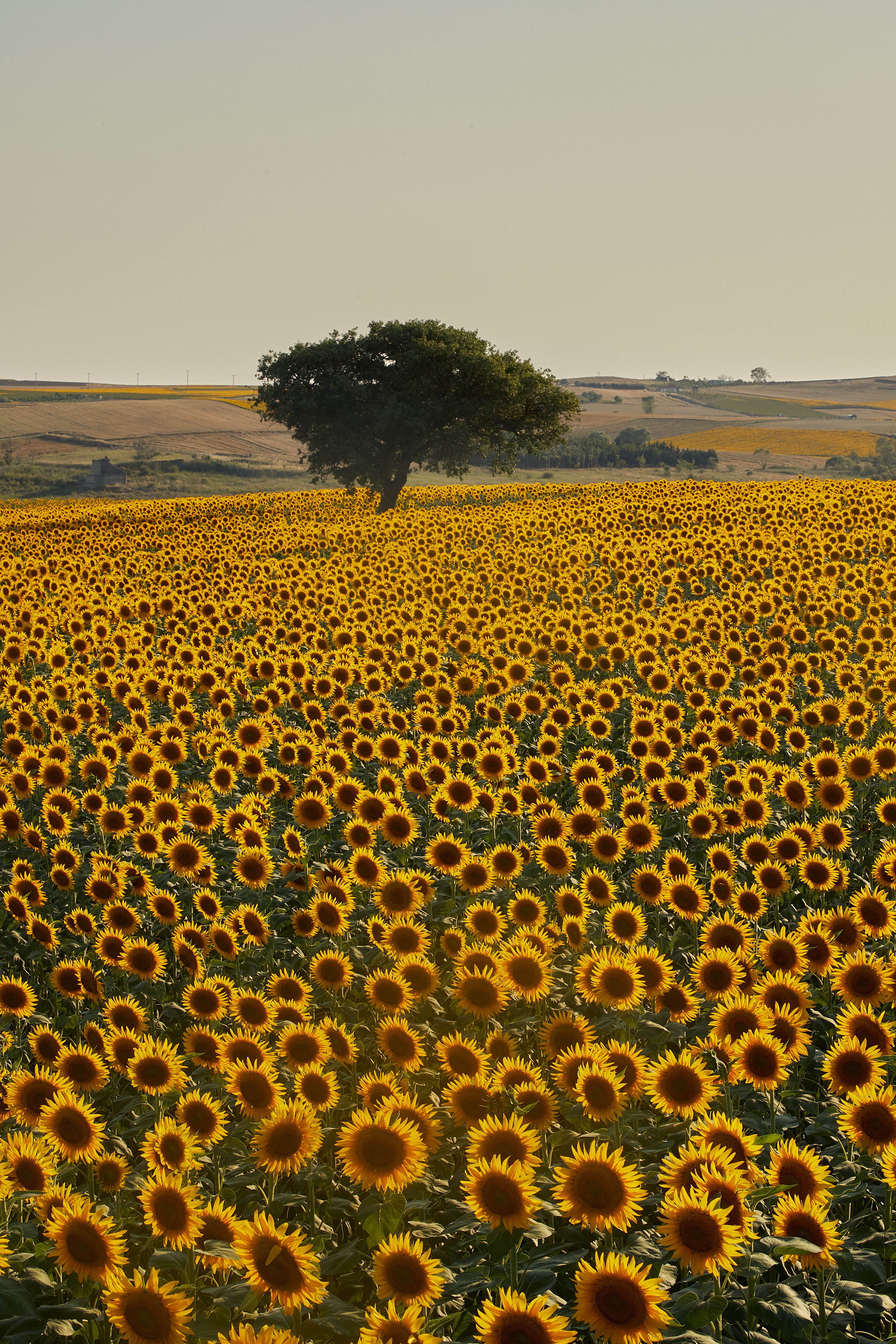 Yellow Flowers Crop Photos, Download The BEST Free Yellow Flowers Crop ...